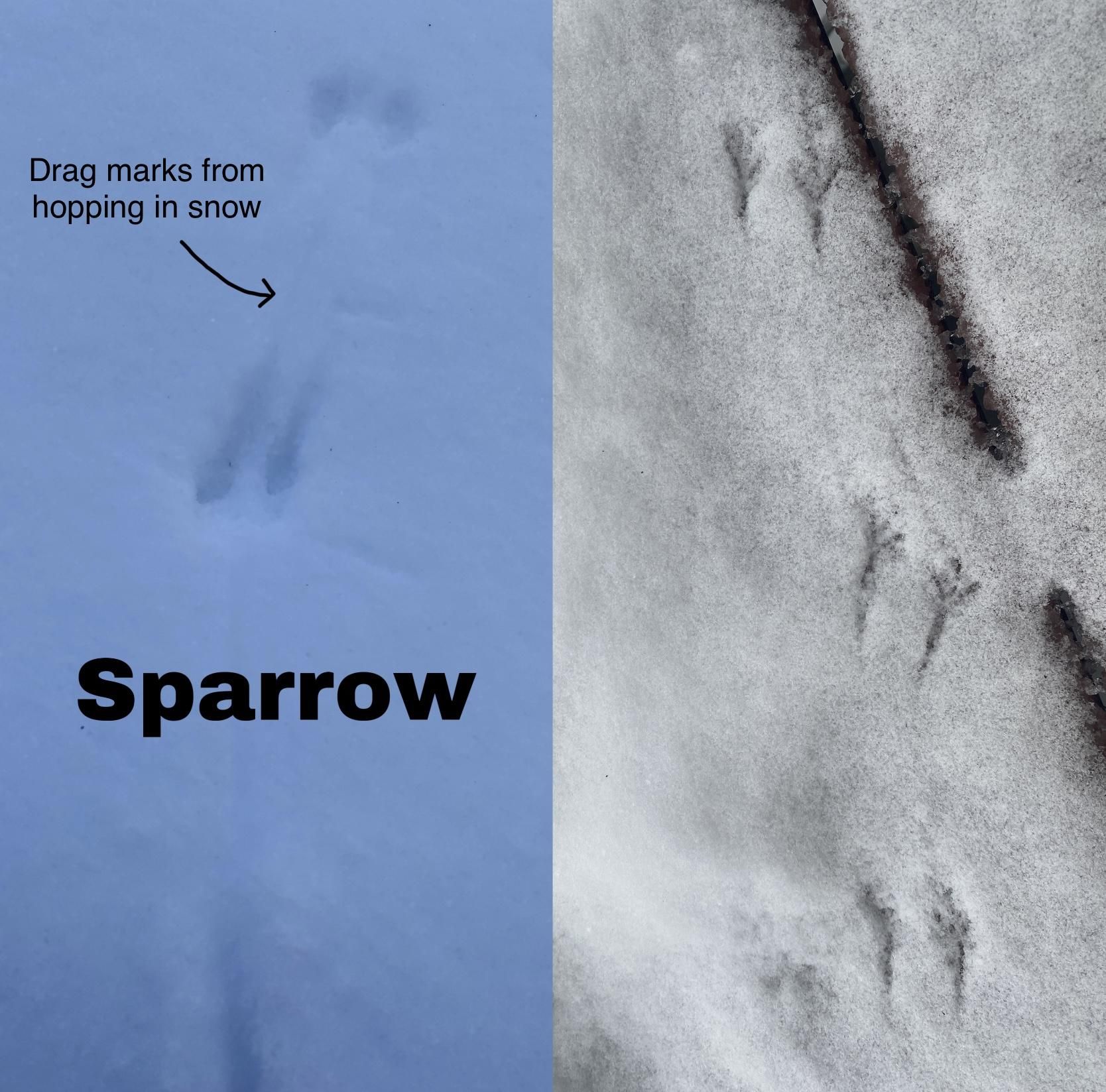 Identifying Wildlife Tracks : 4 Steps - Instructables
