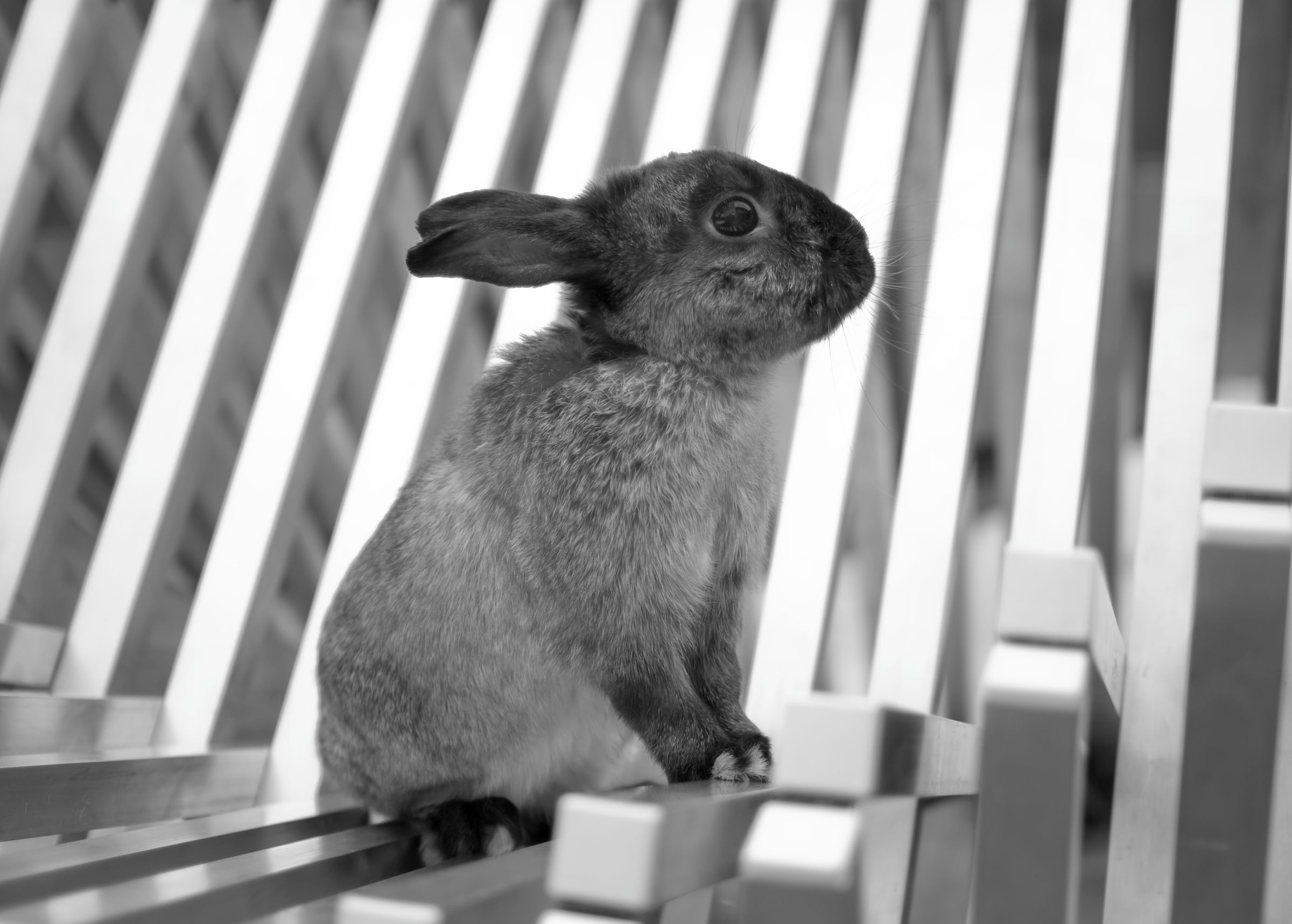 Jim's Rising Chair : 4 Steps (with Pictures) - Instructables