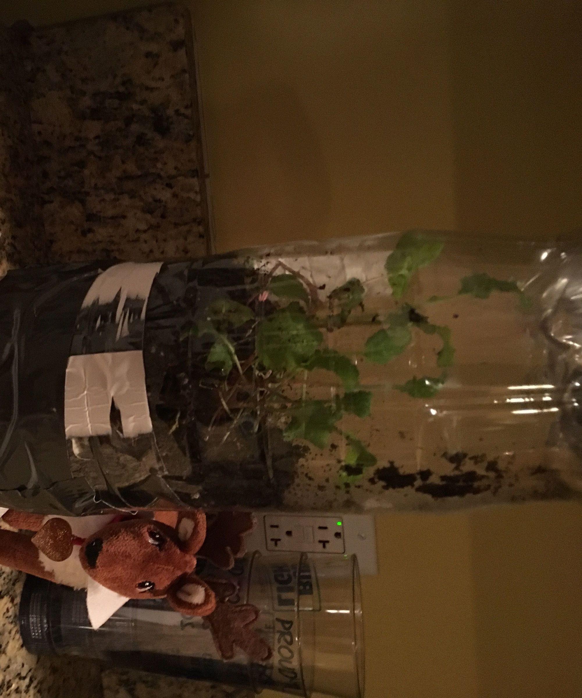Closed Ecosystems : 9 Steps (with Pictures) - Instructables