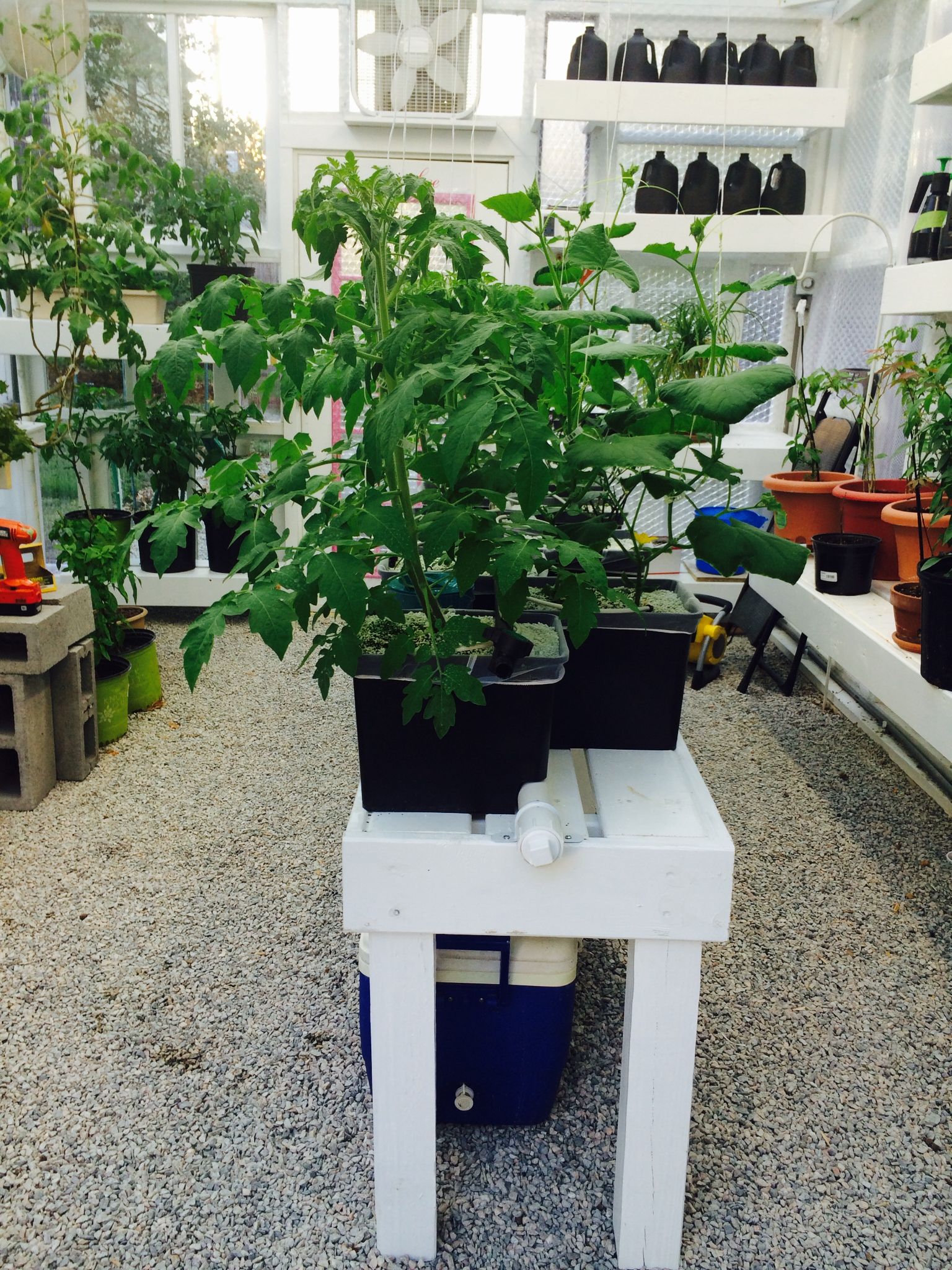 Dutch Bucket Hydroponic System : 27 Steps (with Pictures) - Instructables