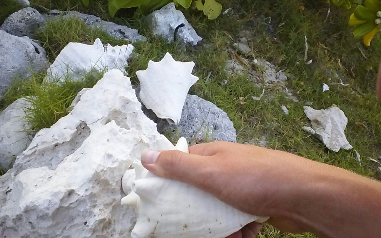 Conch Shell Horn : 5 Steps (with Pictures) - Instructables