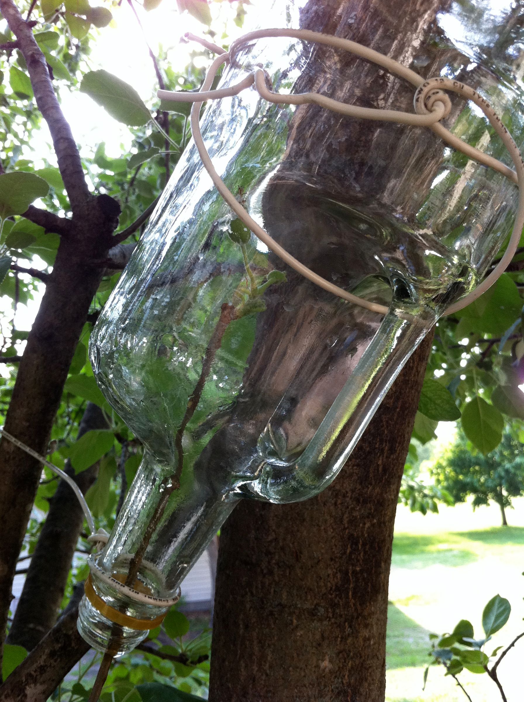 How to Grow an Apple in a Bottle : 15 Steps (with Pictures) - Instructables