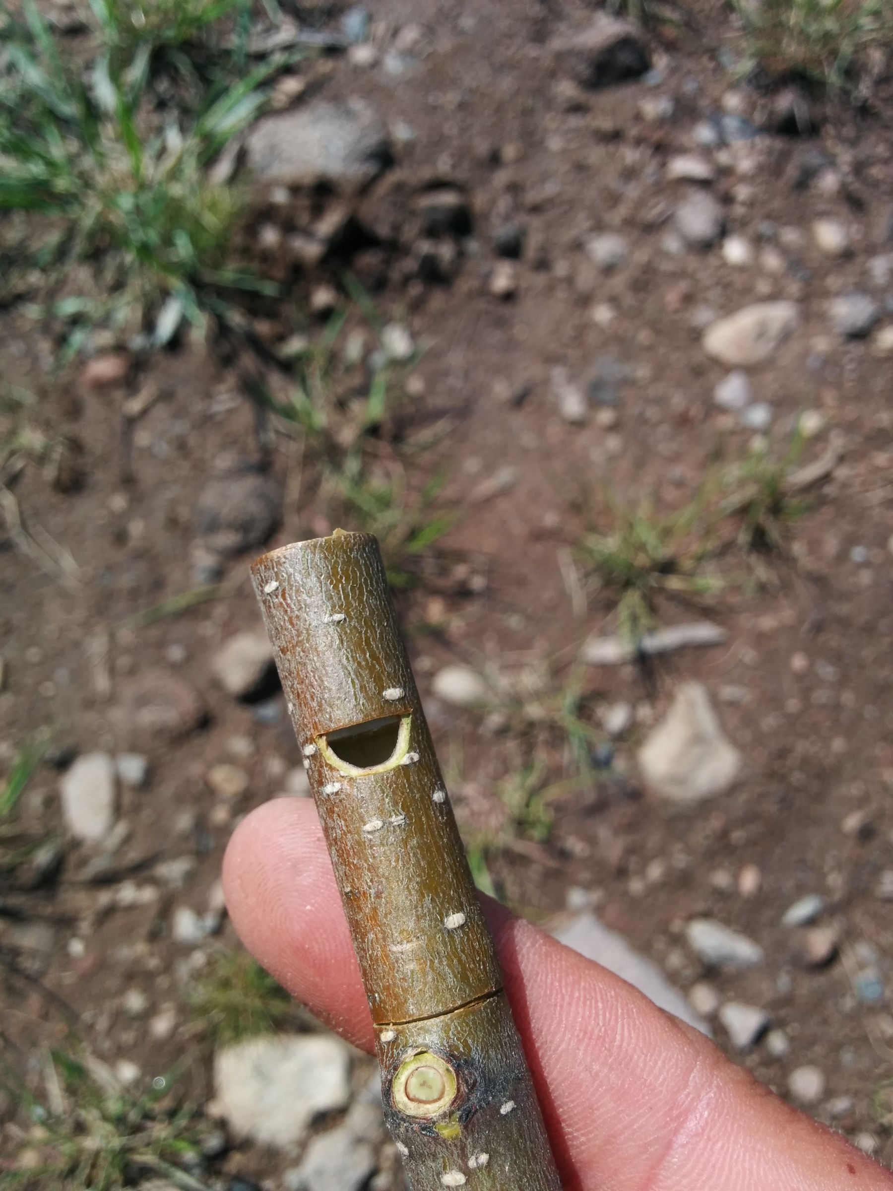 Stick Bark Whistle : 10 Steps (with Pictures) - Instructables