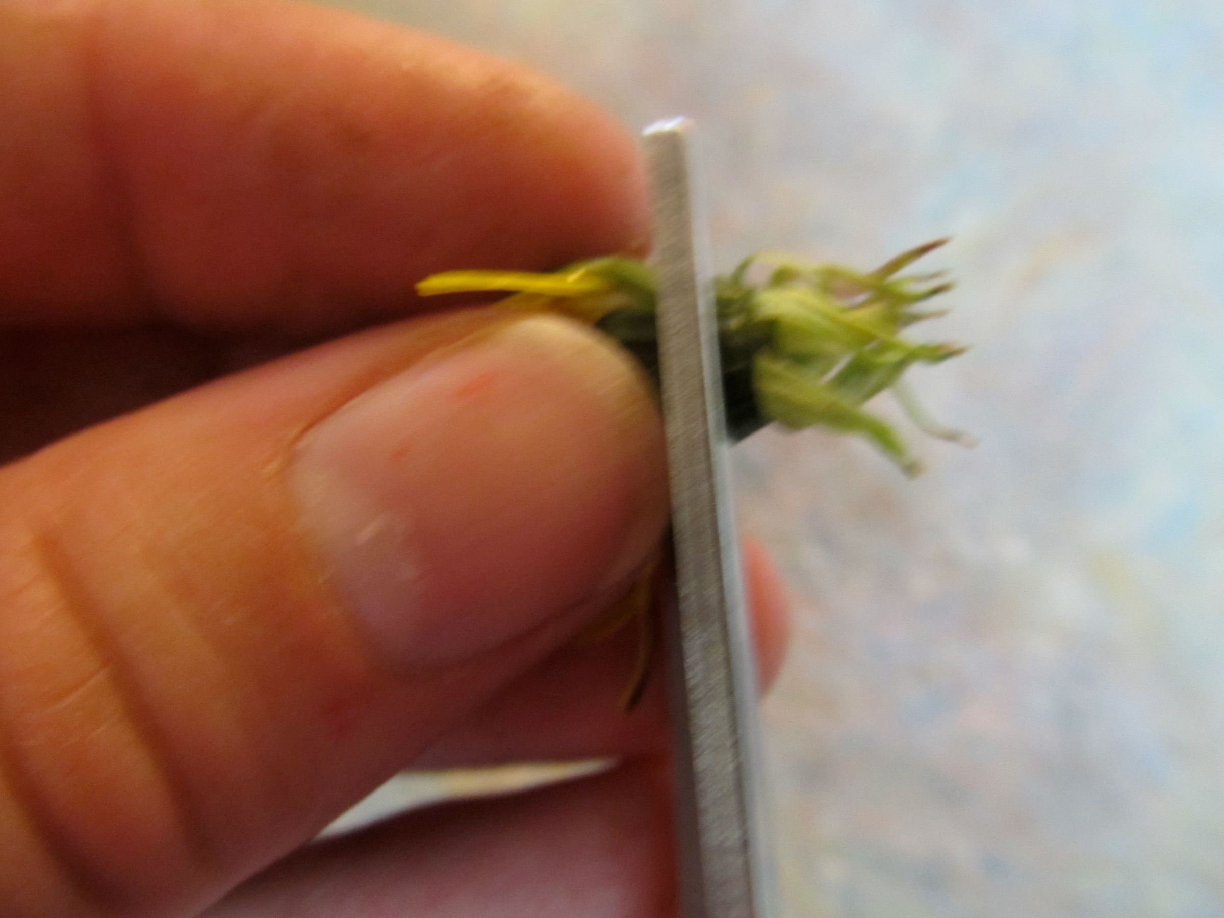 Harvest Your Dandelions! : 6 Steps (with Pictures) - Instructables