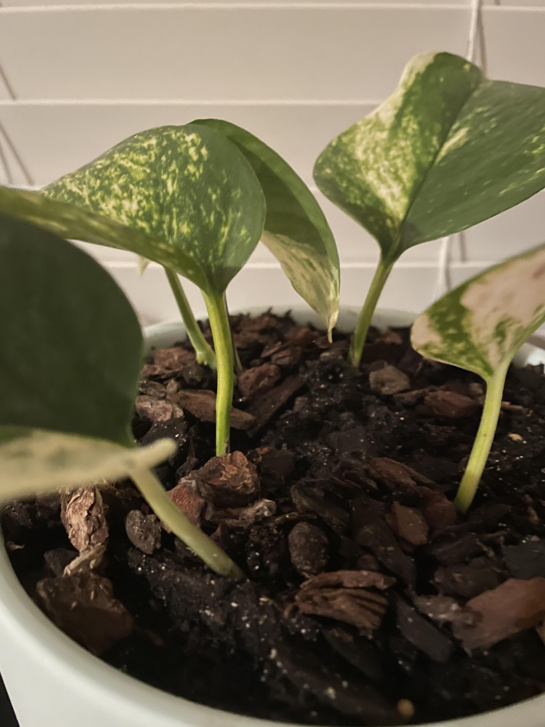 How to Propagate a Pothos Plant : 6 Steps (with Pictures) - Instructables
