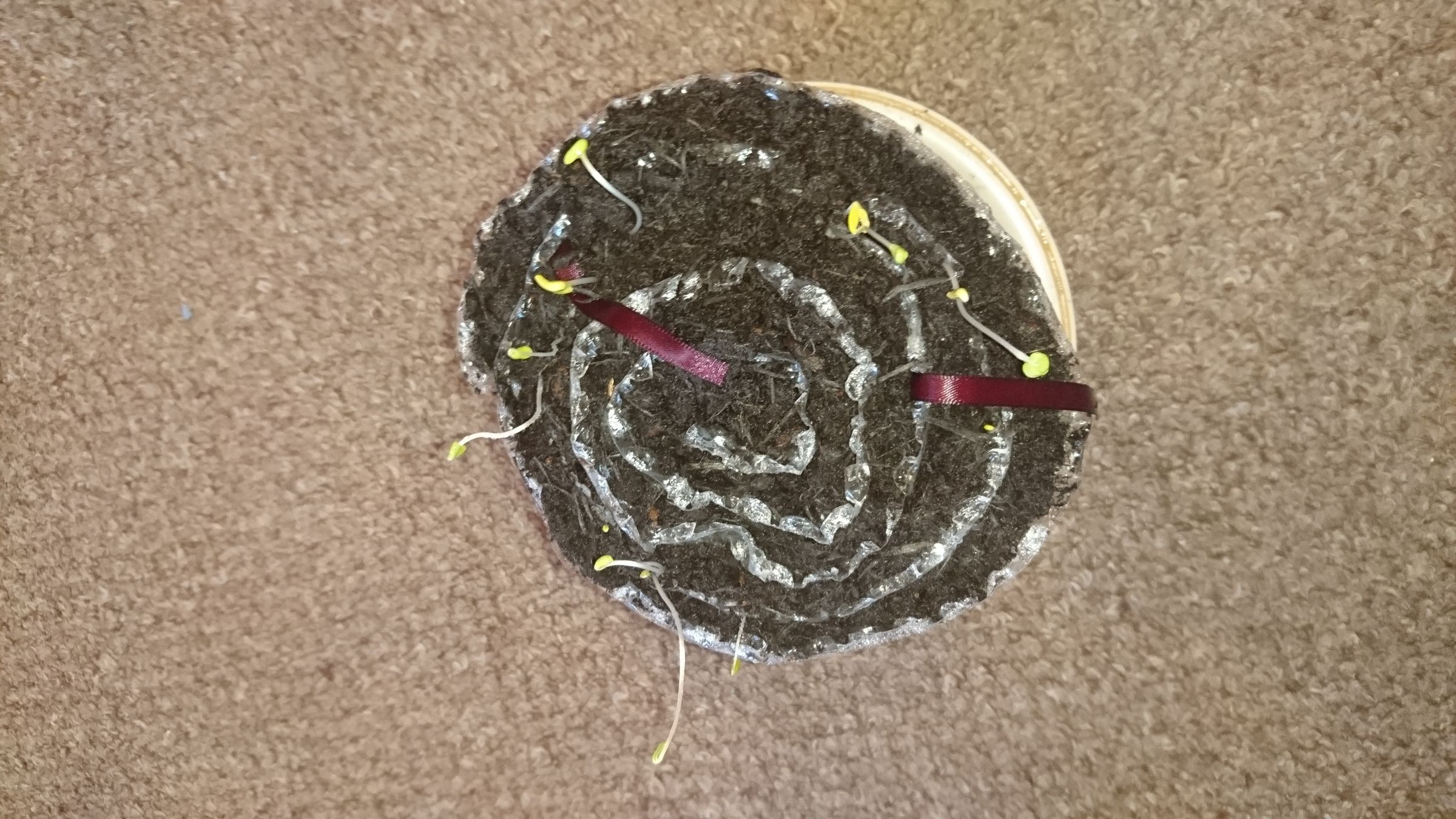 Easy and Economical Seeds Germination System : 8 Steps - Instructables