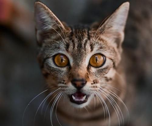 How to Train a Cat, for Beginners : 9 Steps - Instructables