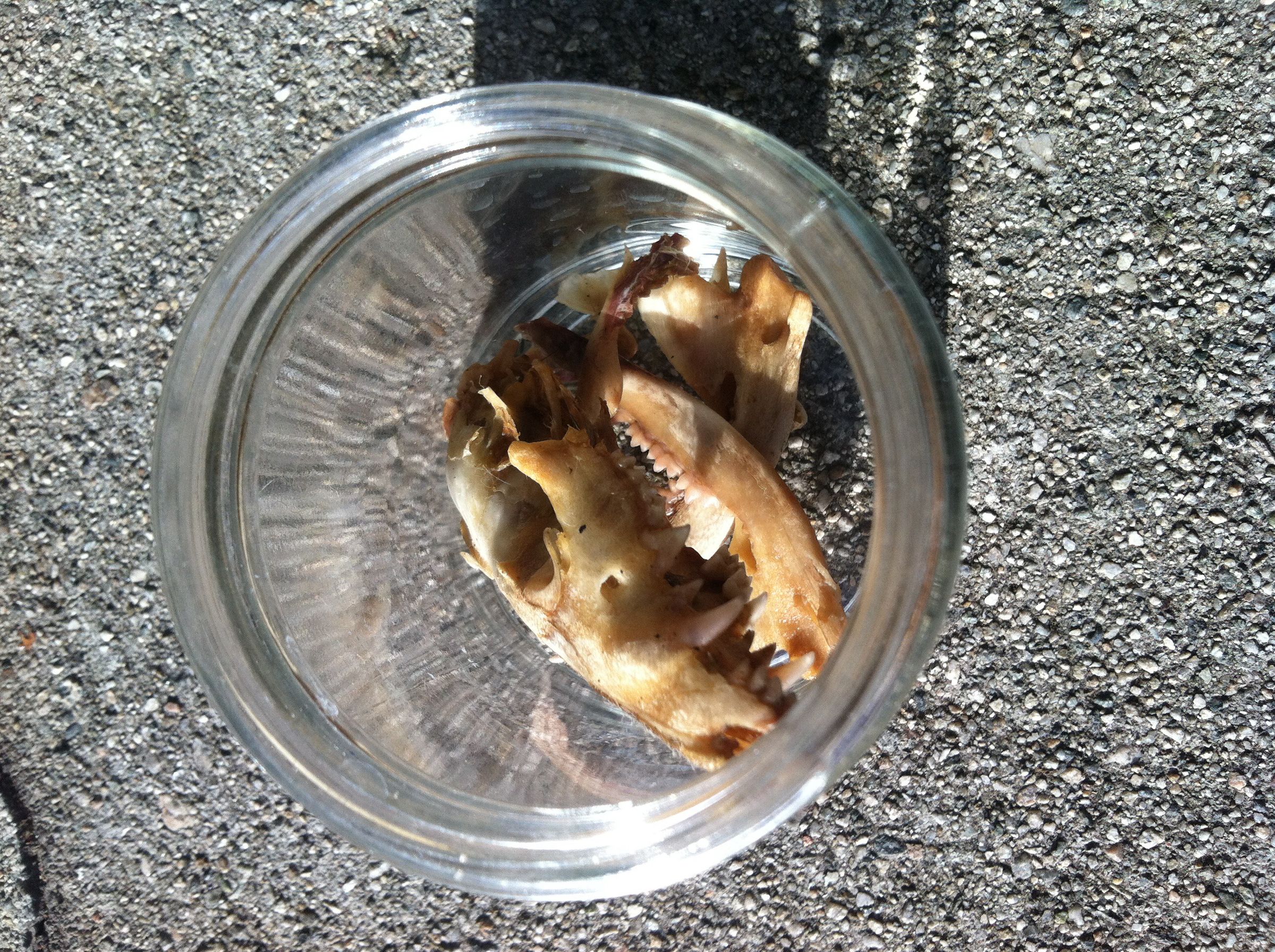 Preserve Your Own Animal Skull : 11 Steps (with Pictures) - Instructables