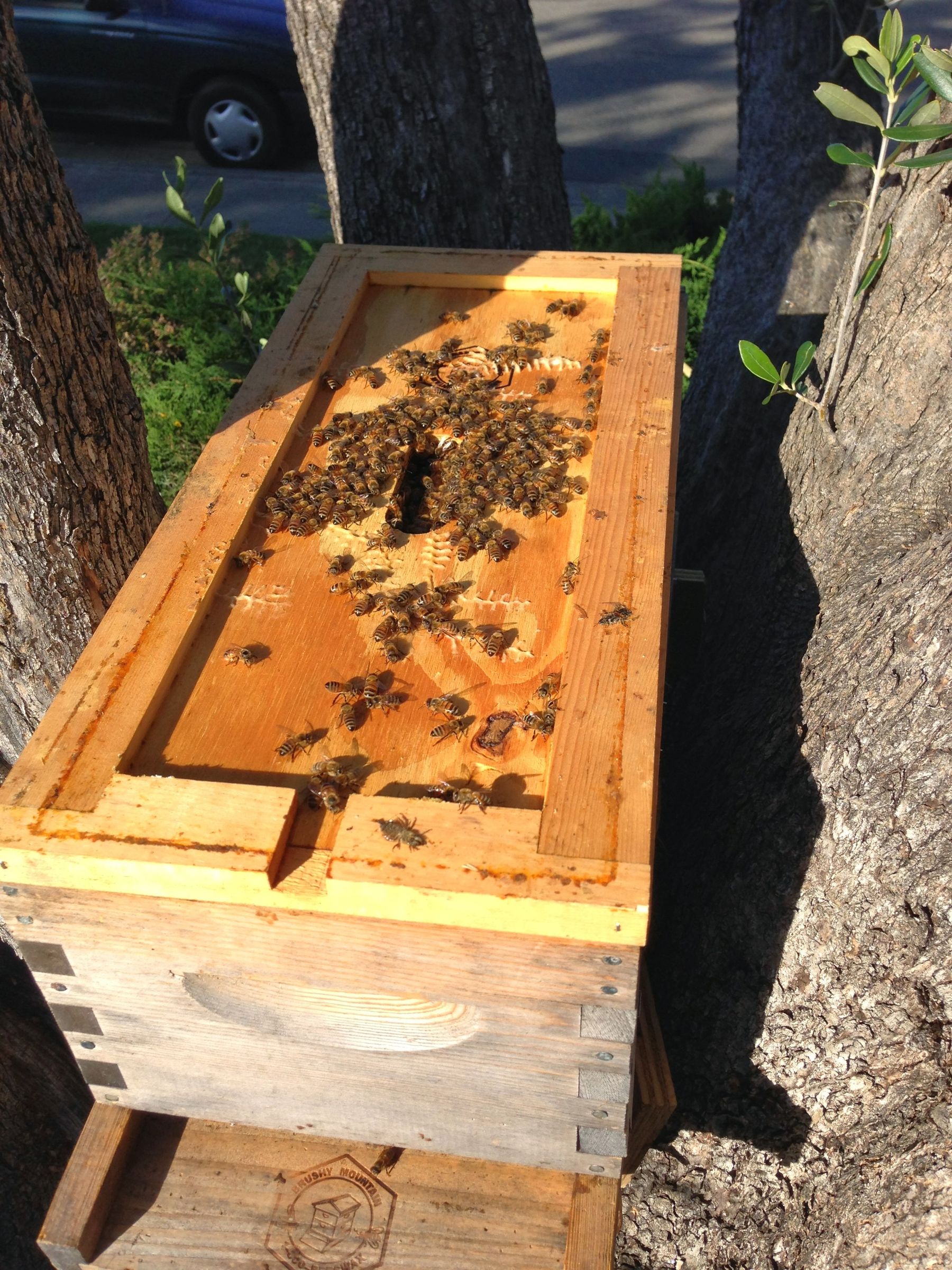 Nucleus Colony -or- How to Start a Beehive : 8 Steps (with Pictures ...
