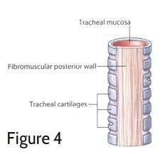 Larynx Model Clay