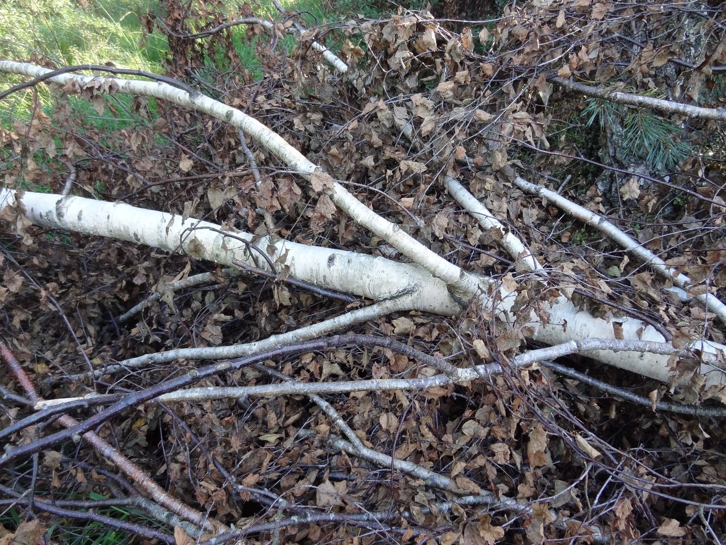 Make a Branch Shelf : 9 Steps (with Pictures) - Instructables