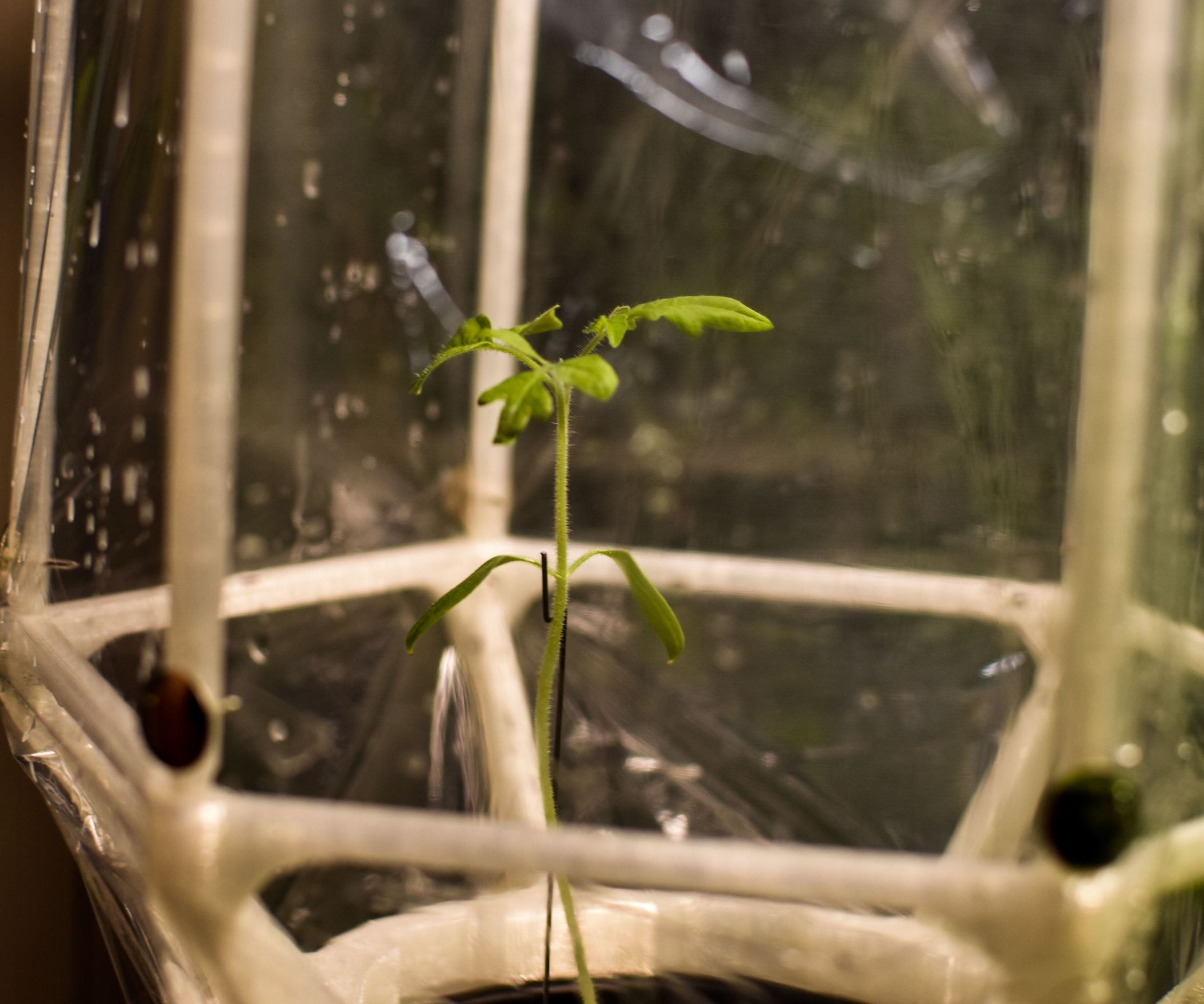 Expandable Mason Jar Greenhouse : 7 Steps (with Pictures) - Instructables