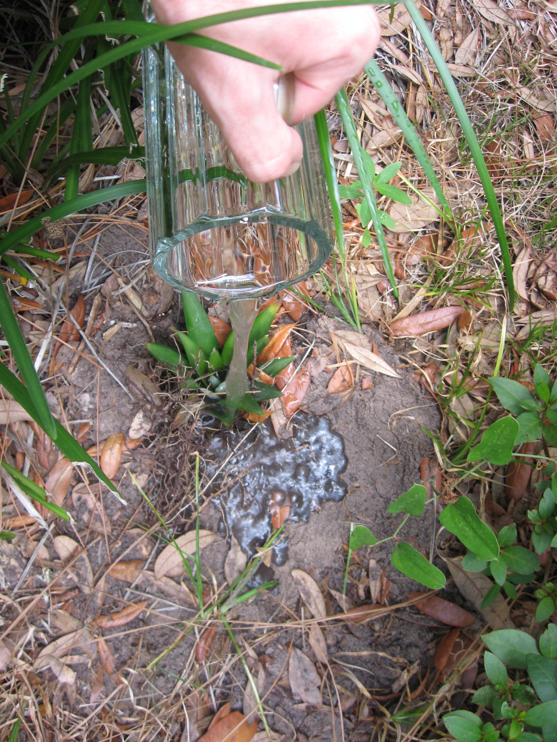 How to Grow Pineapples : 7 Steps (with Pictures) - Instructables