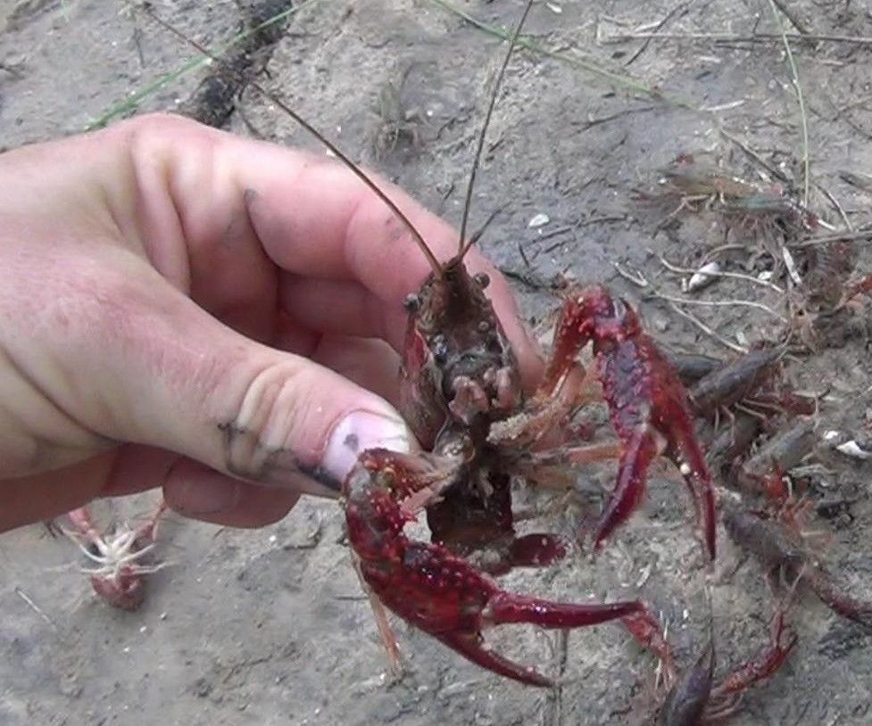 How to Dig Up Crawfish! Aka: Crawdads, Crayfish, Mudbugs, Crays ...