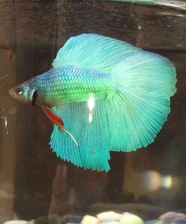 How to Properly Care for a Betta : 7 Steps - Instructables