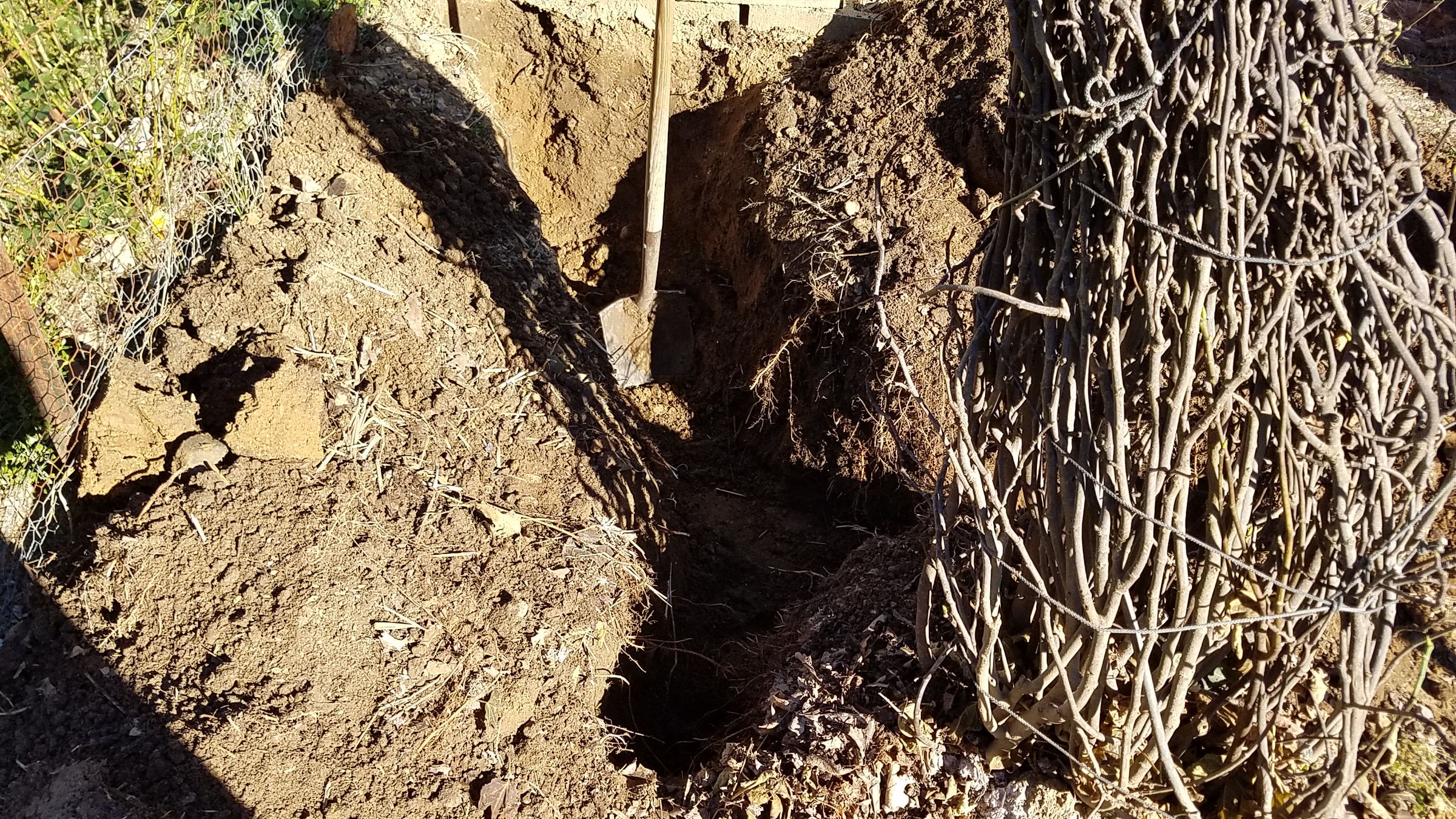 Bury a Fig Tree : 11 Steps (with Pictures) - Instructables