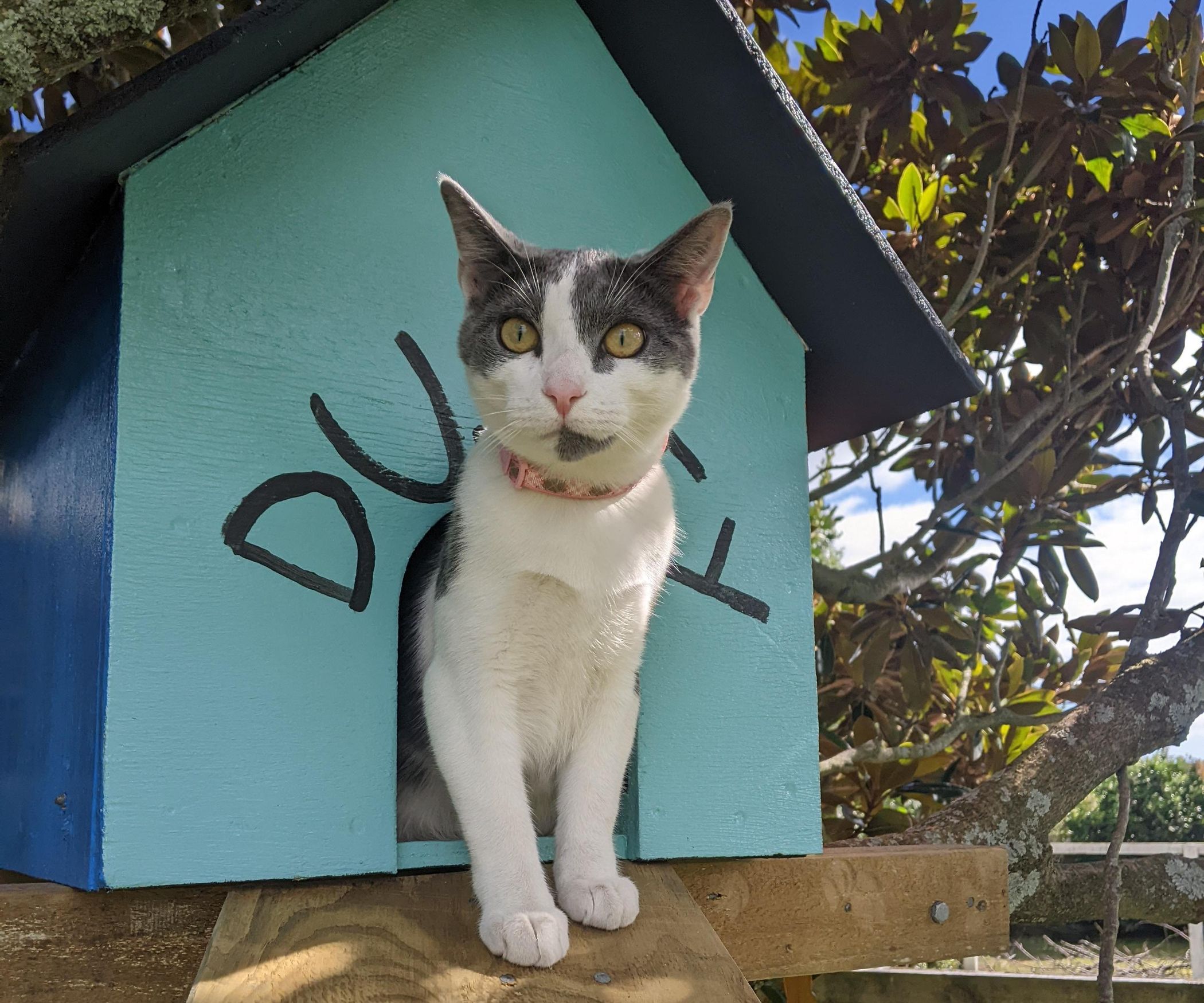 Cat Treehouse : 5 Steps (with Pictures) - Instructables