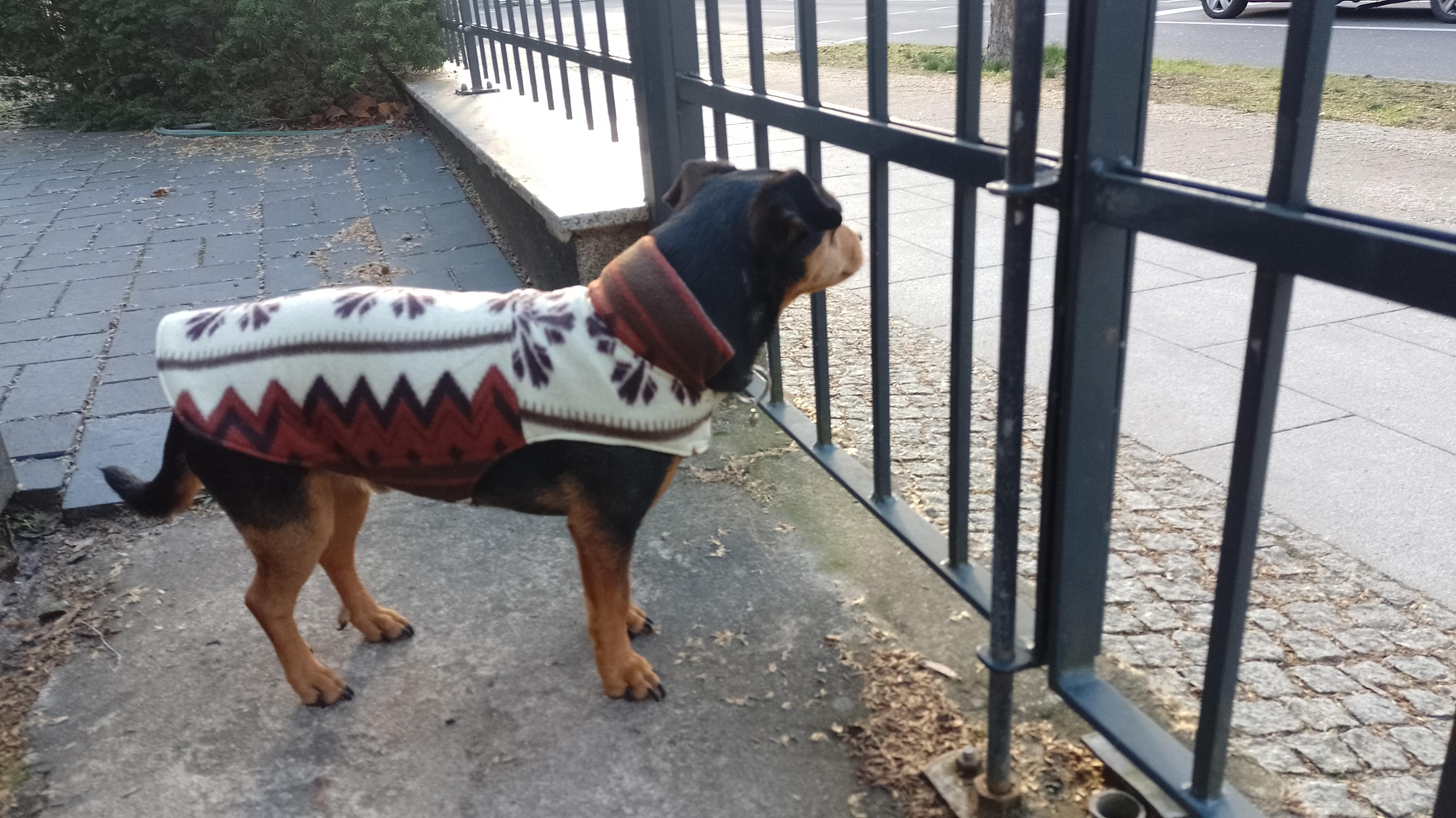 Simple Dog Jacket (with Pattern) : 8 Steps (with Pictures) - Instructables