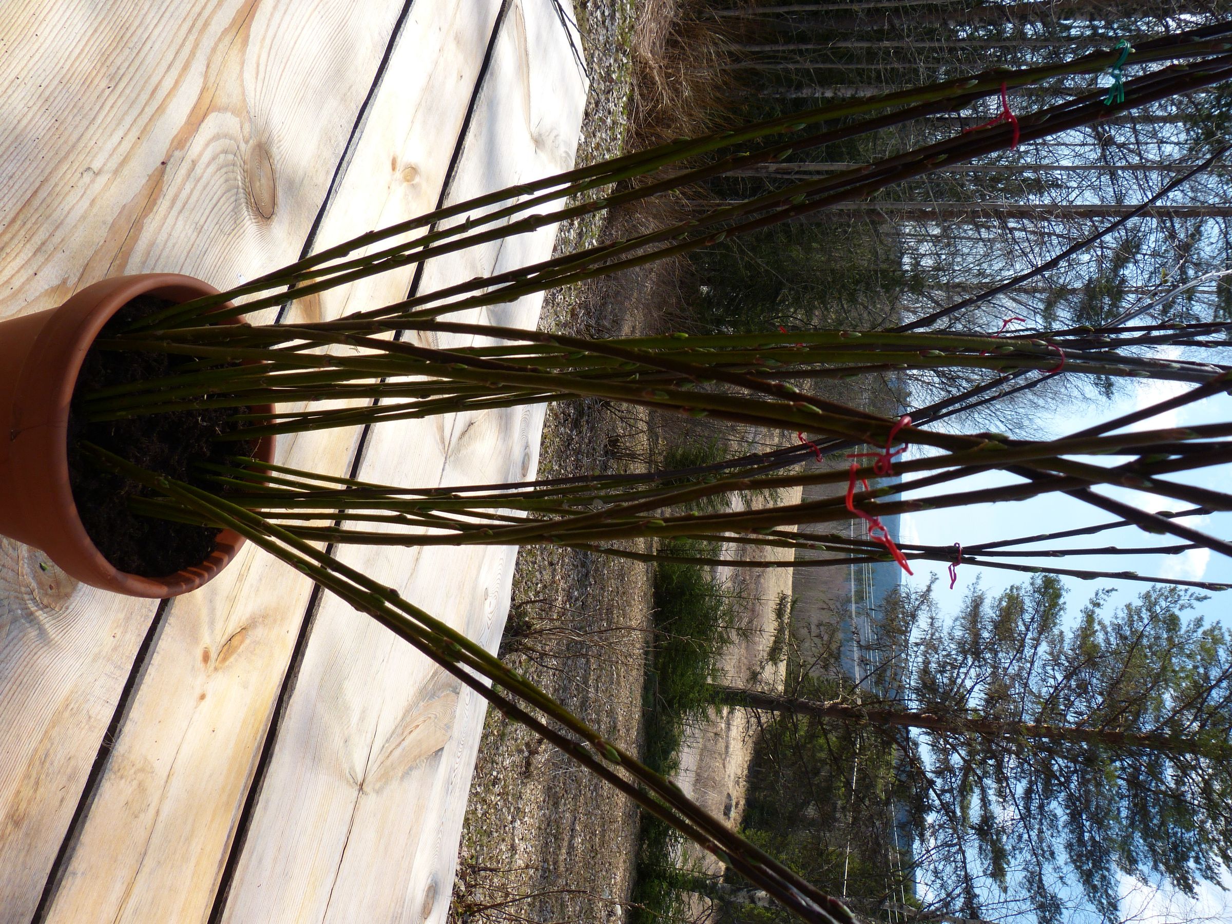 Living Willow Columns / Sculptures : 8 Steps (with Pictures ...
