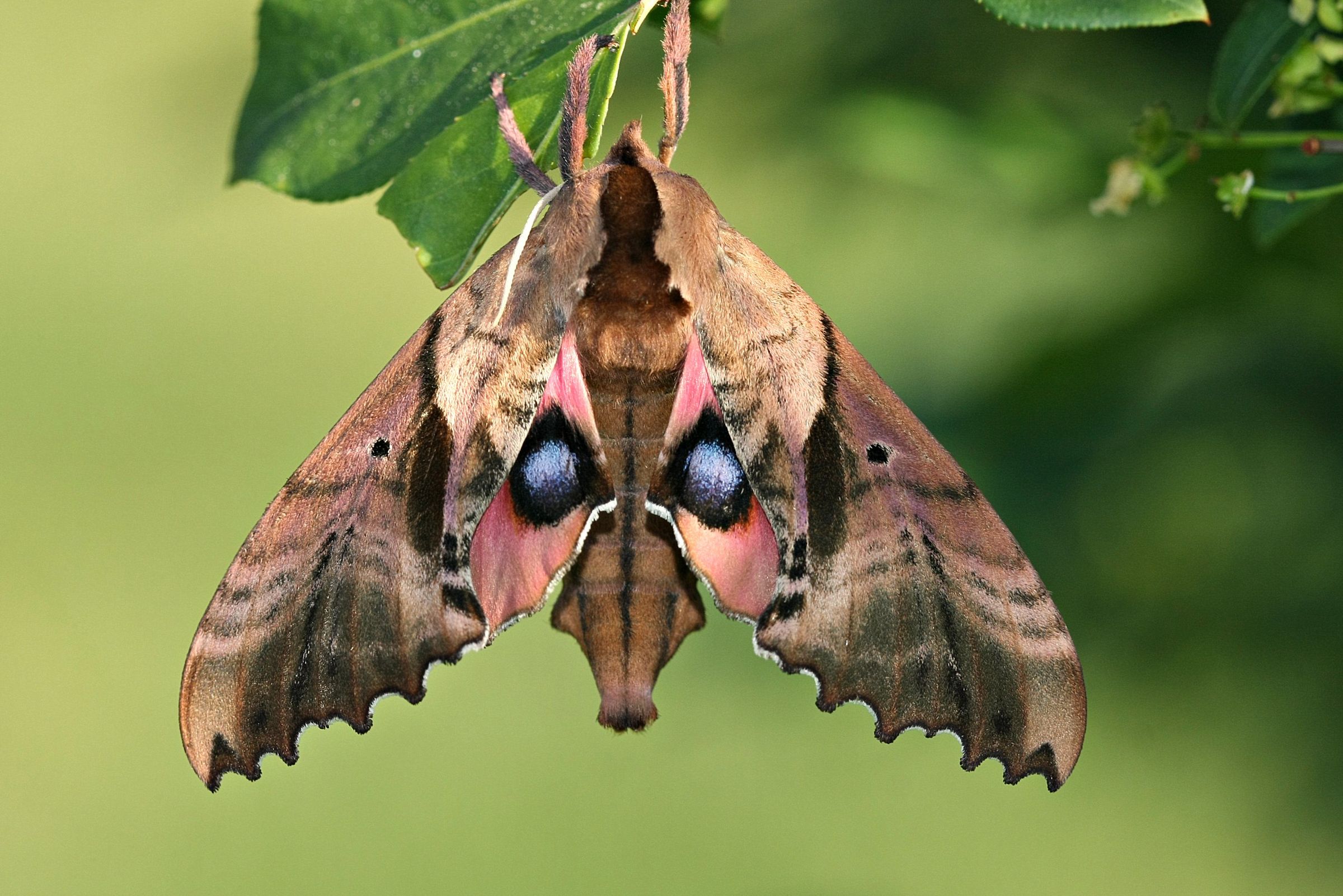Custom Printed Moth Wing Cape : 6 Steps (with Pictures) - Instructables