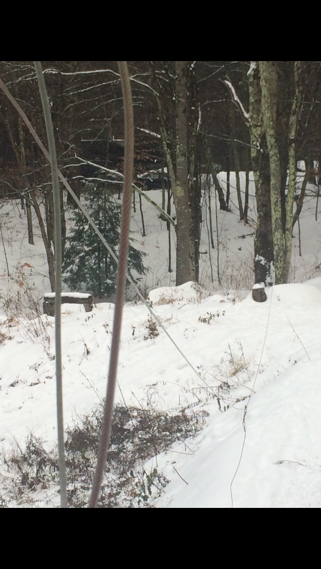 Can You Put 2 Dogs On One Zip Line Leash