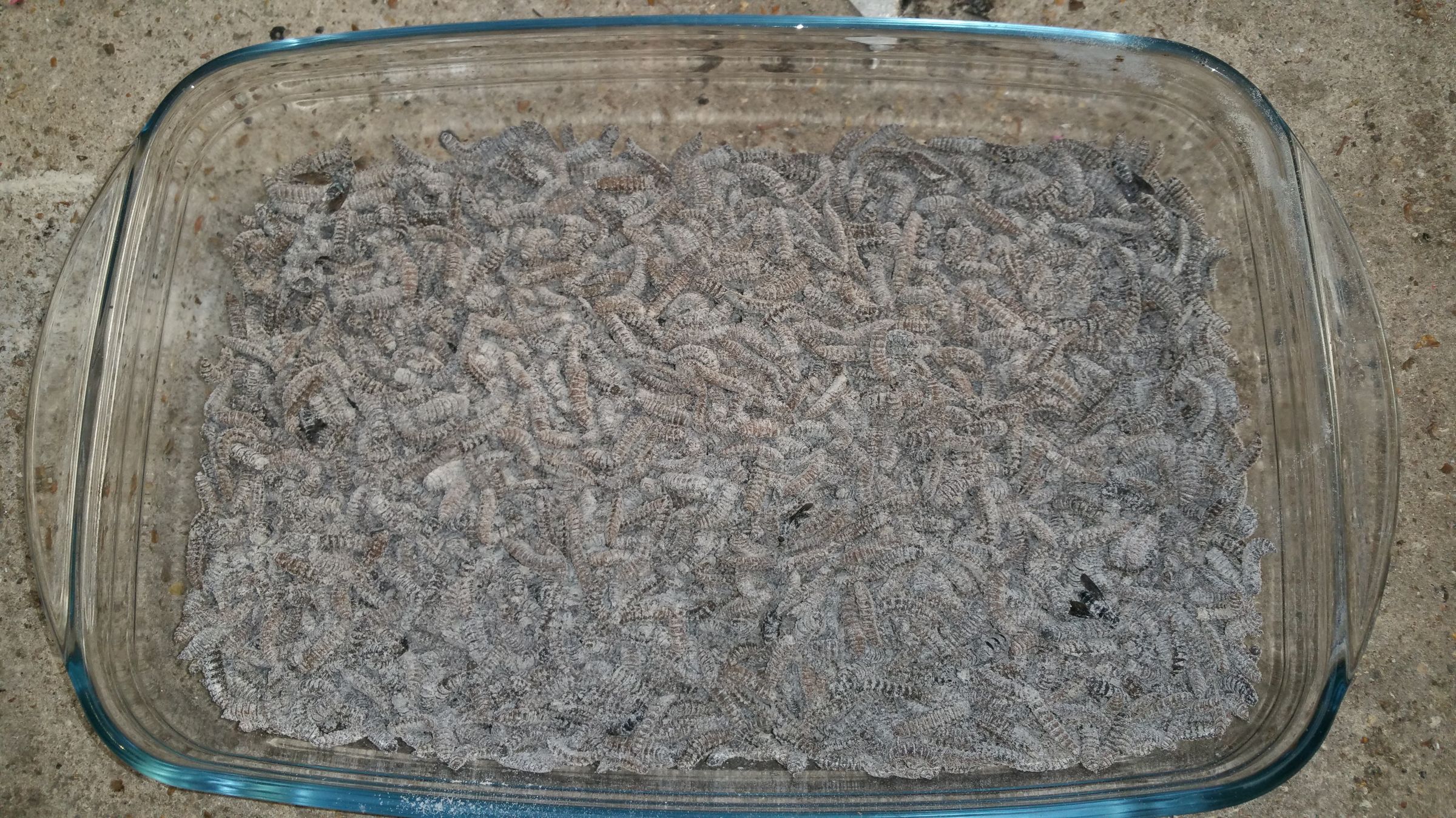 Fly Cage Black Soldier Fly Breeding UK. : 9 Steps (with Pictures ...