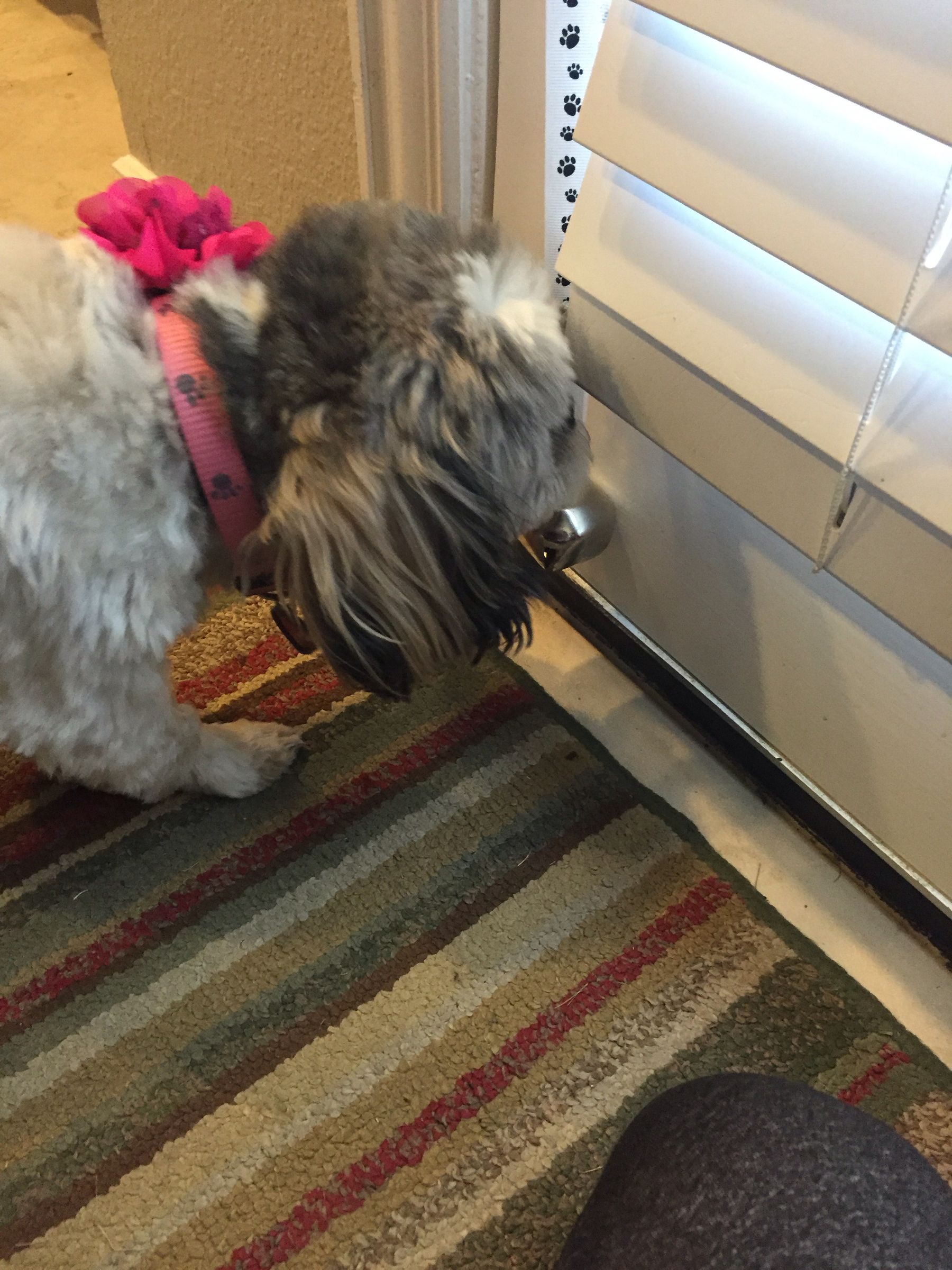 How to Bell Train a Dog : 13 Steps (with Pictures) - Instructables