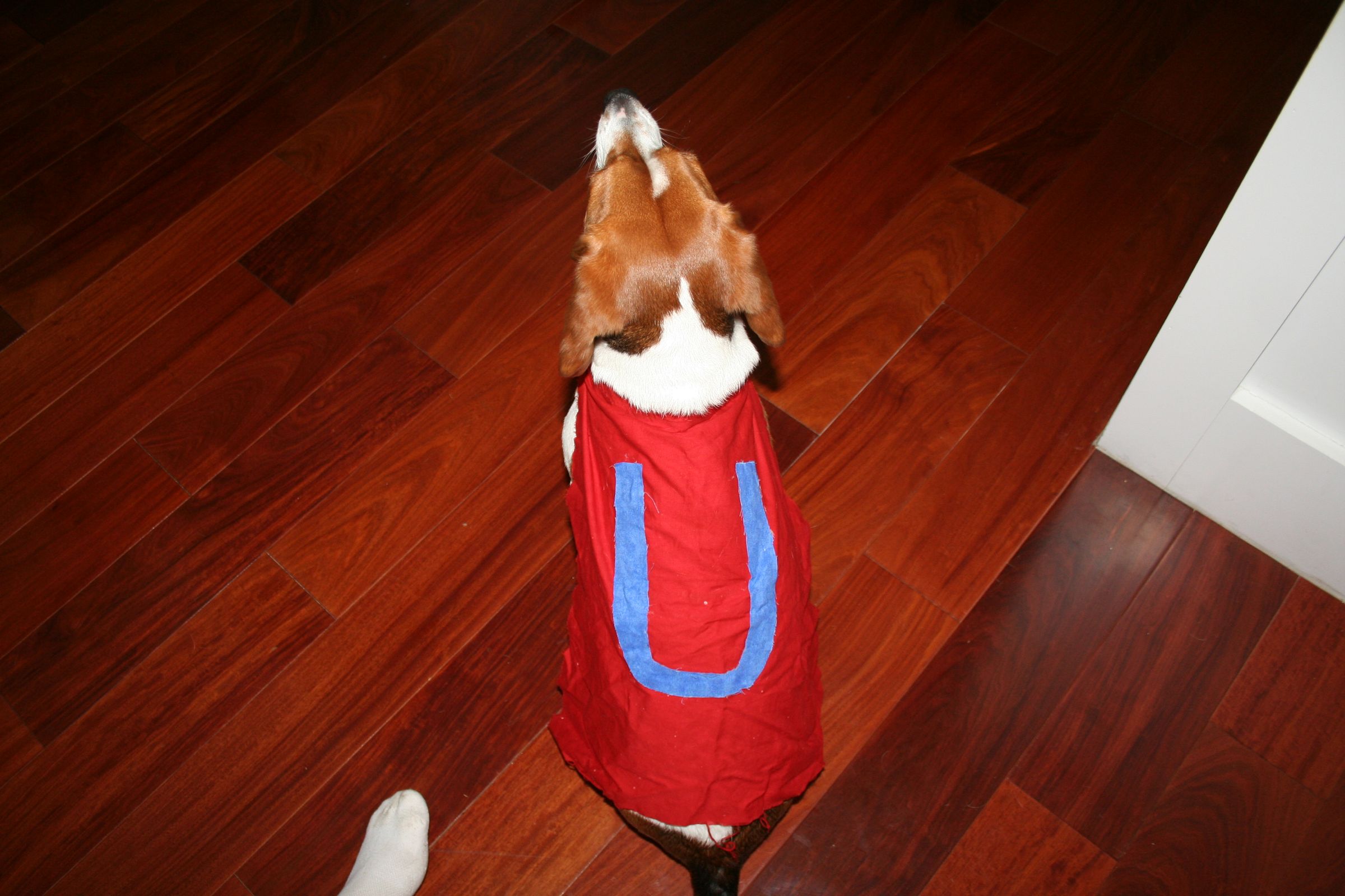 Underdog Cape for Your Dog!! : 6 Steps - Instructables