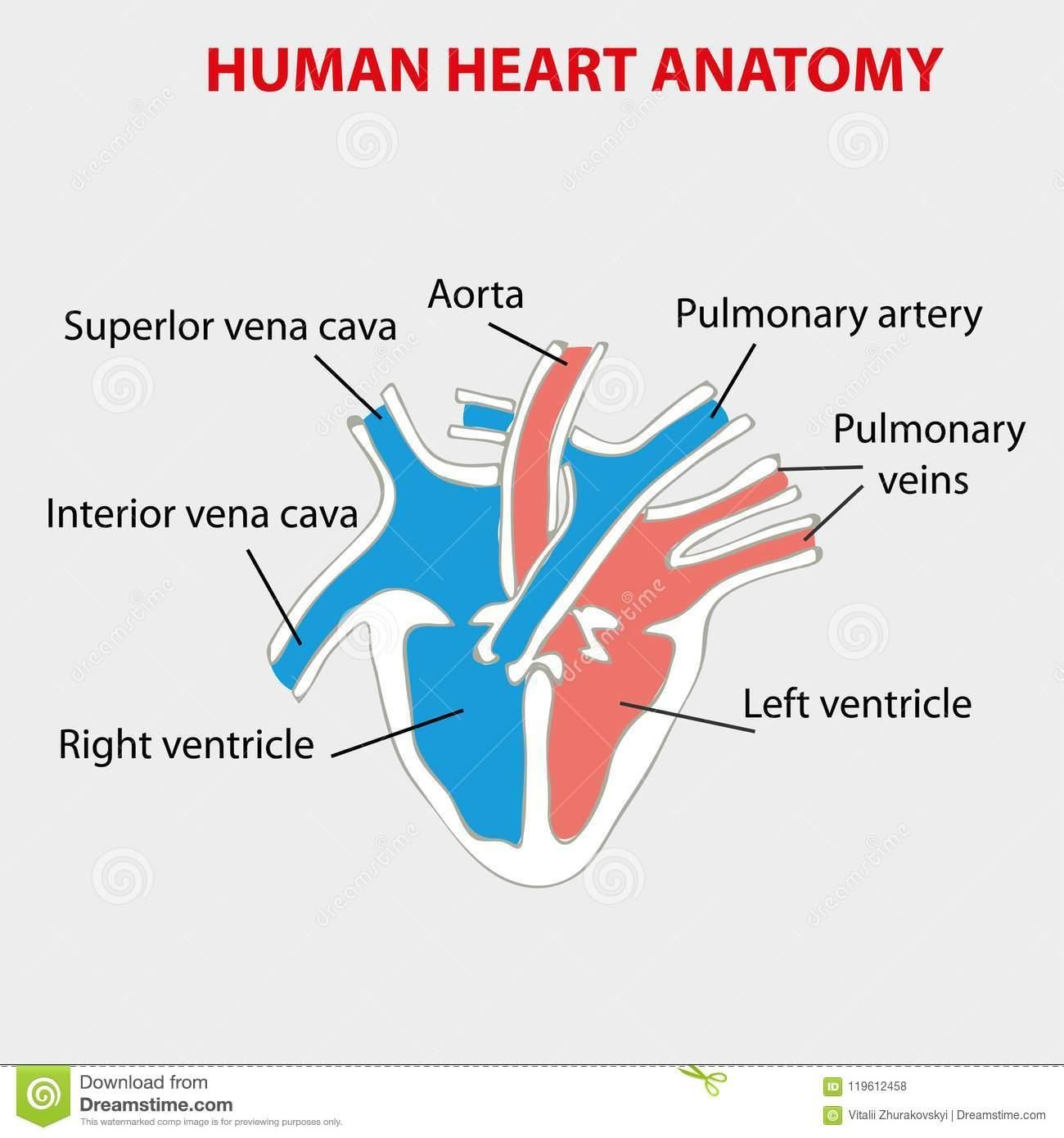 Functioning Heart: STEM Project for Kids : 8 Steps (with Pictures ...
