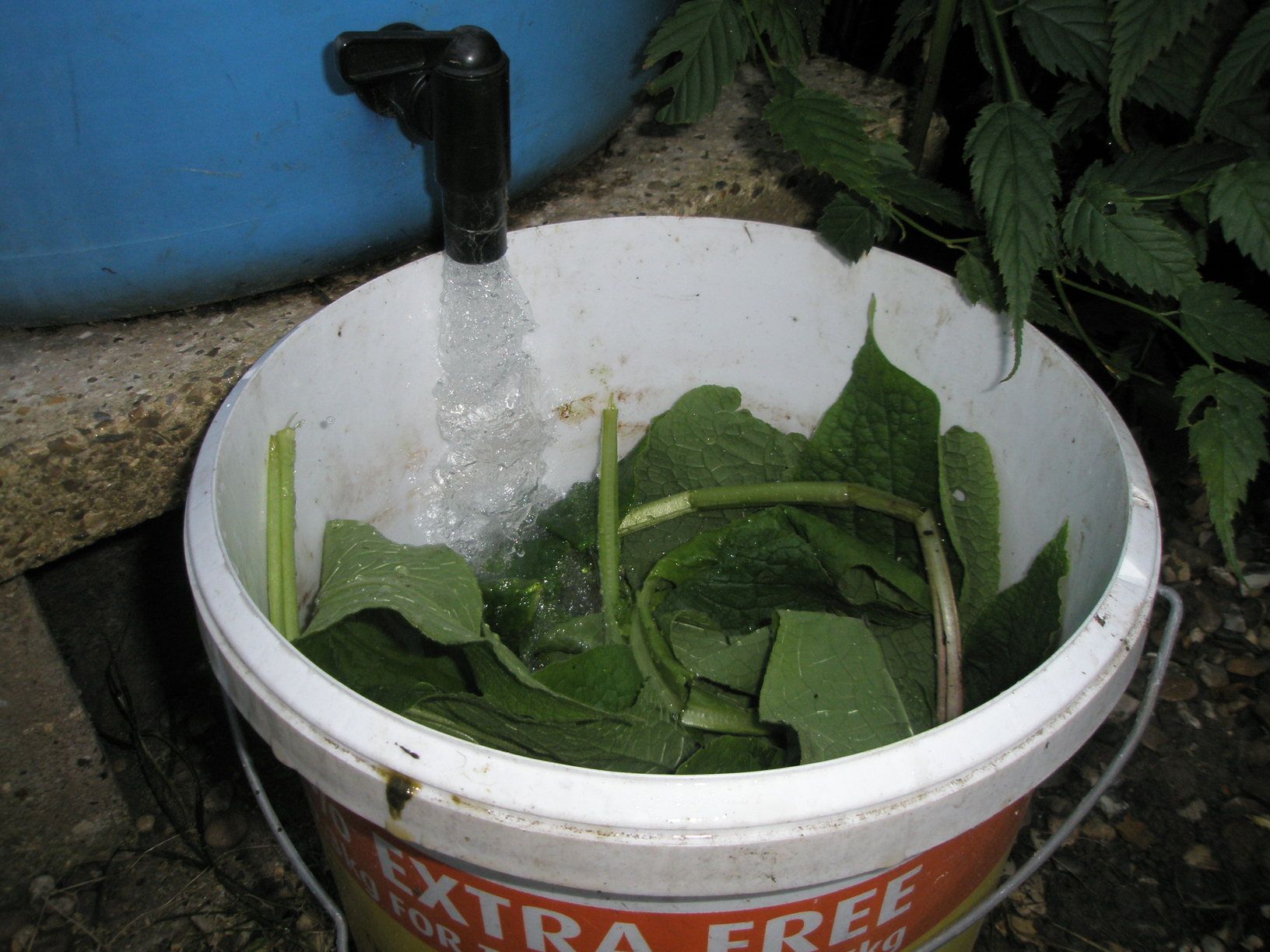 Comfrey/Nettle Tea - Plant Food - Instructables
