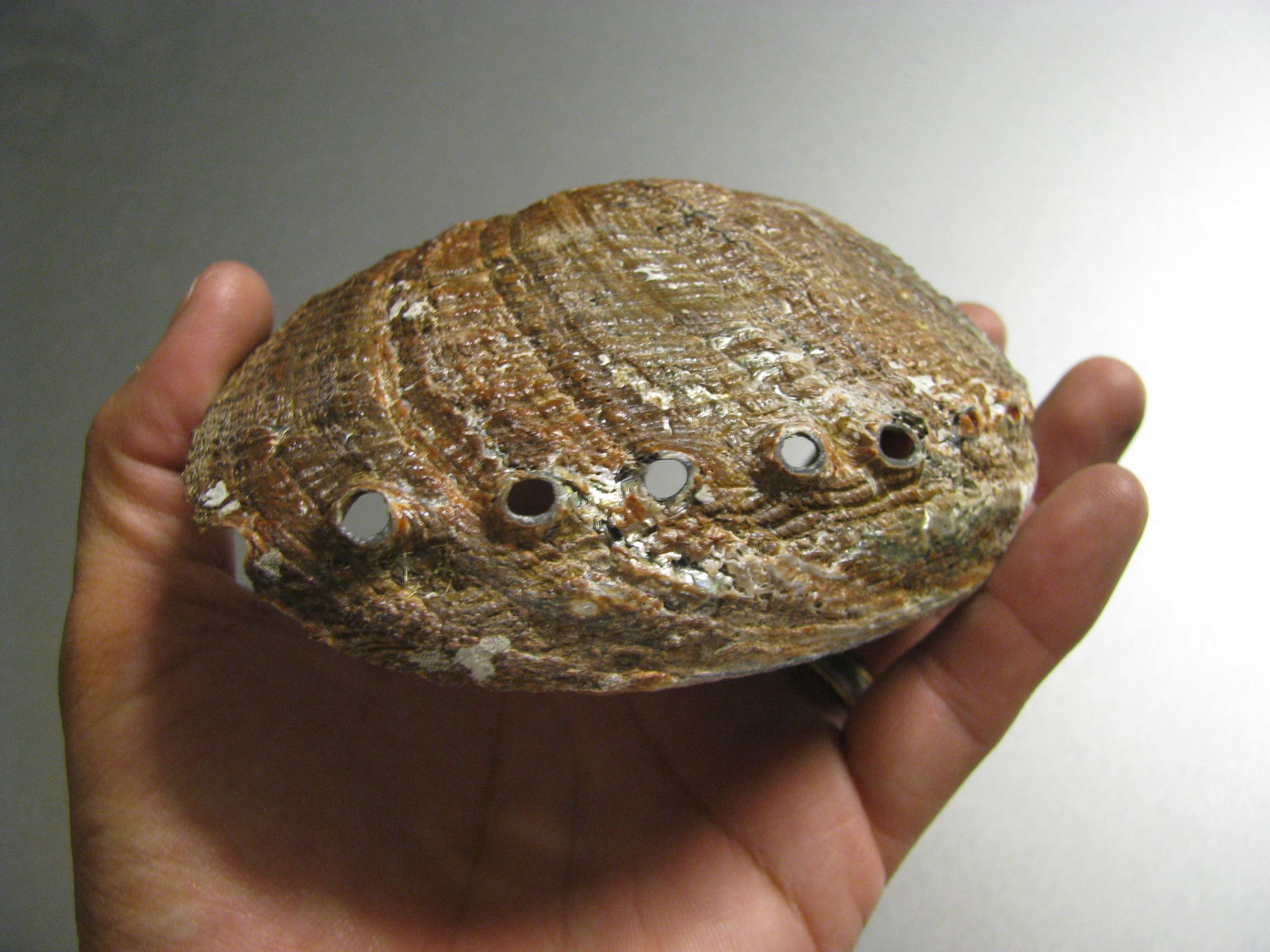 How to Polish Sea Shell : 4 Steps - Instructables