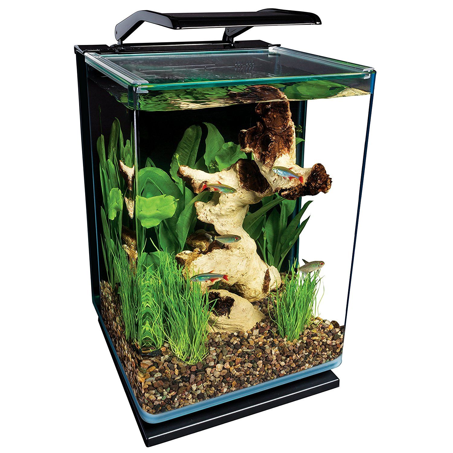 How to Breed Bettas: Betta Breeding 101 : 14 Steps (with Pictures ...