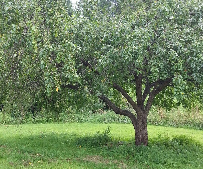 Homemade Pectin : 6 Steps (with Pictures) - Instructables