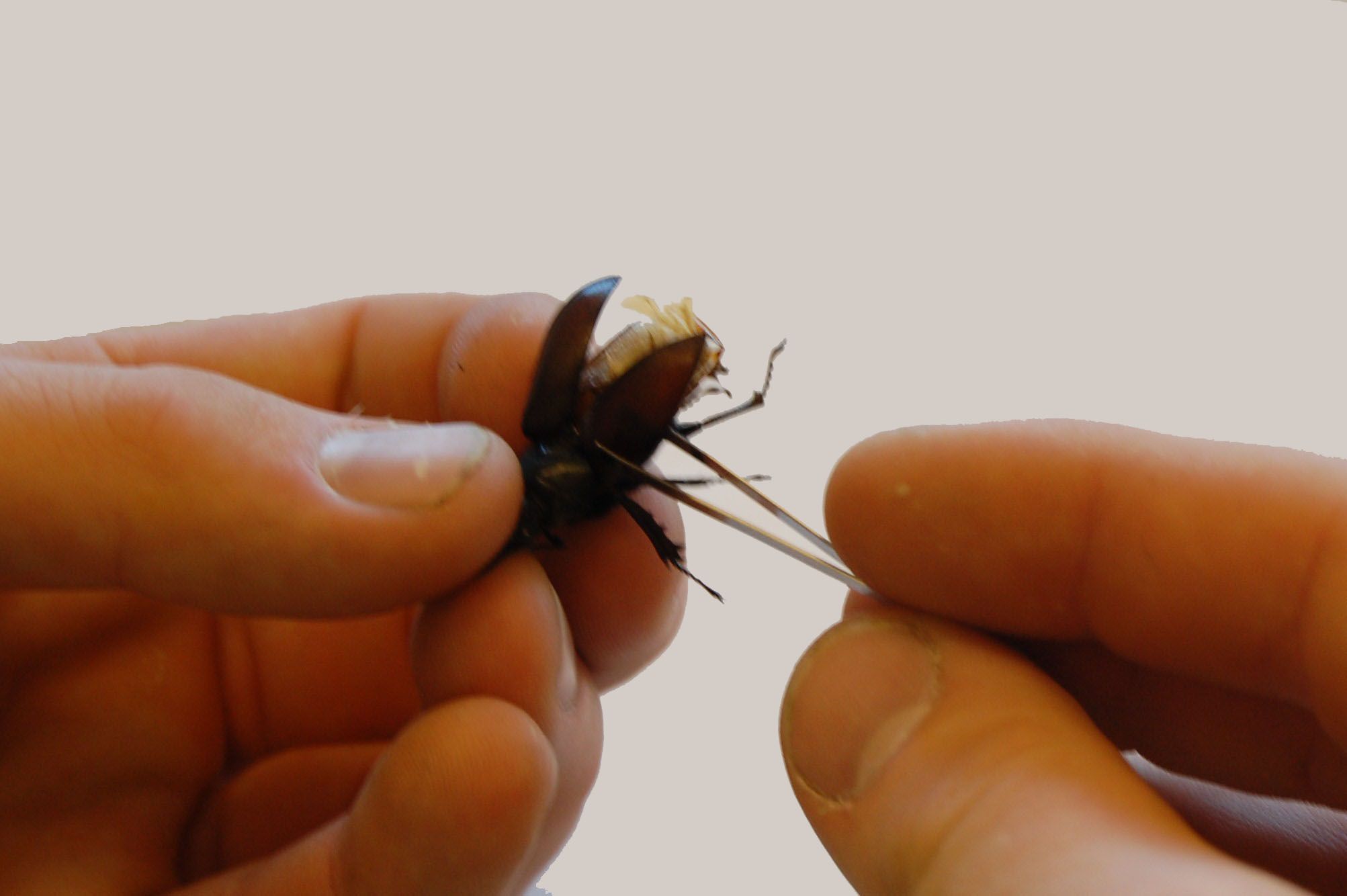 Gigabeetle (Dead Drop Beetle) : 3 Steps (with Pictures) - Instructables