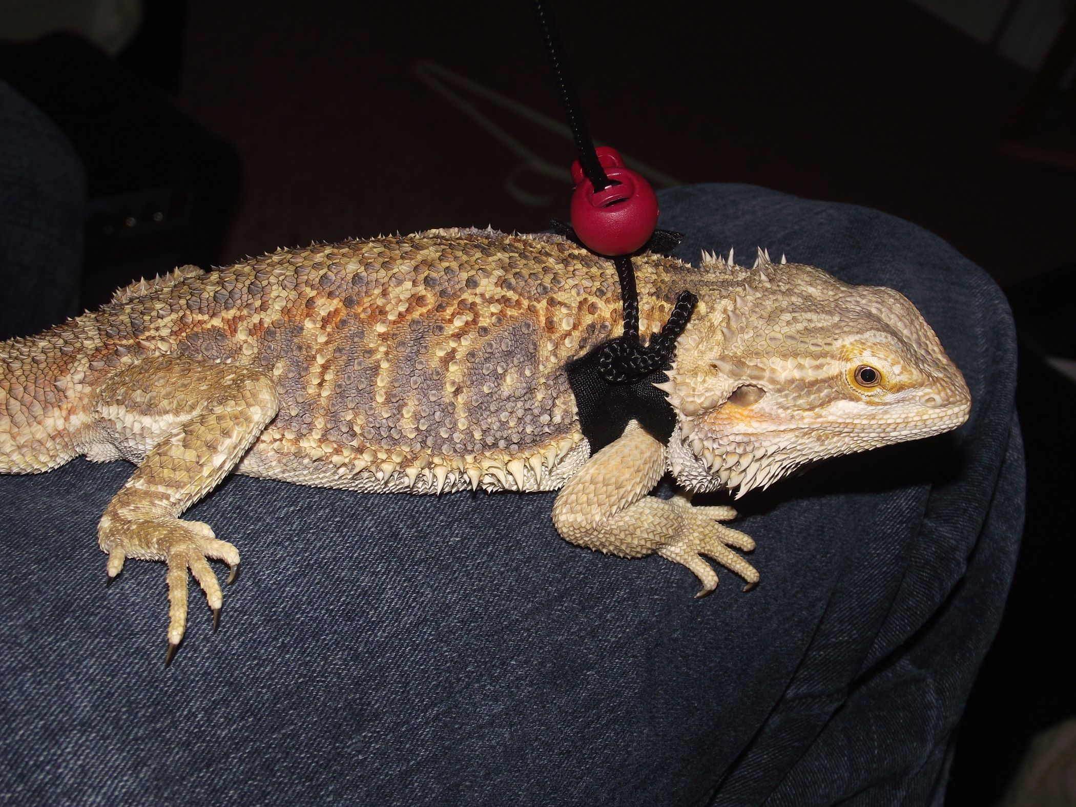 Making a Reptile Harness : 8 Steps - Instructables