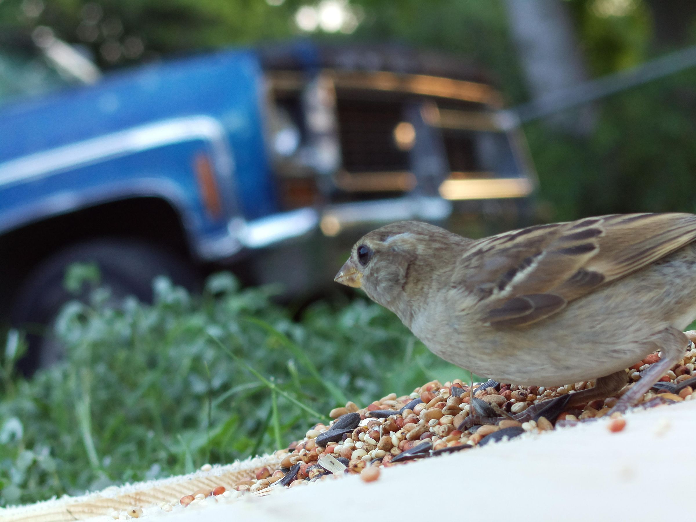 Bird Photo Booth : 6 Steps - Instructables