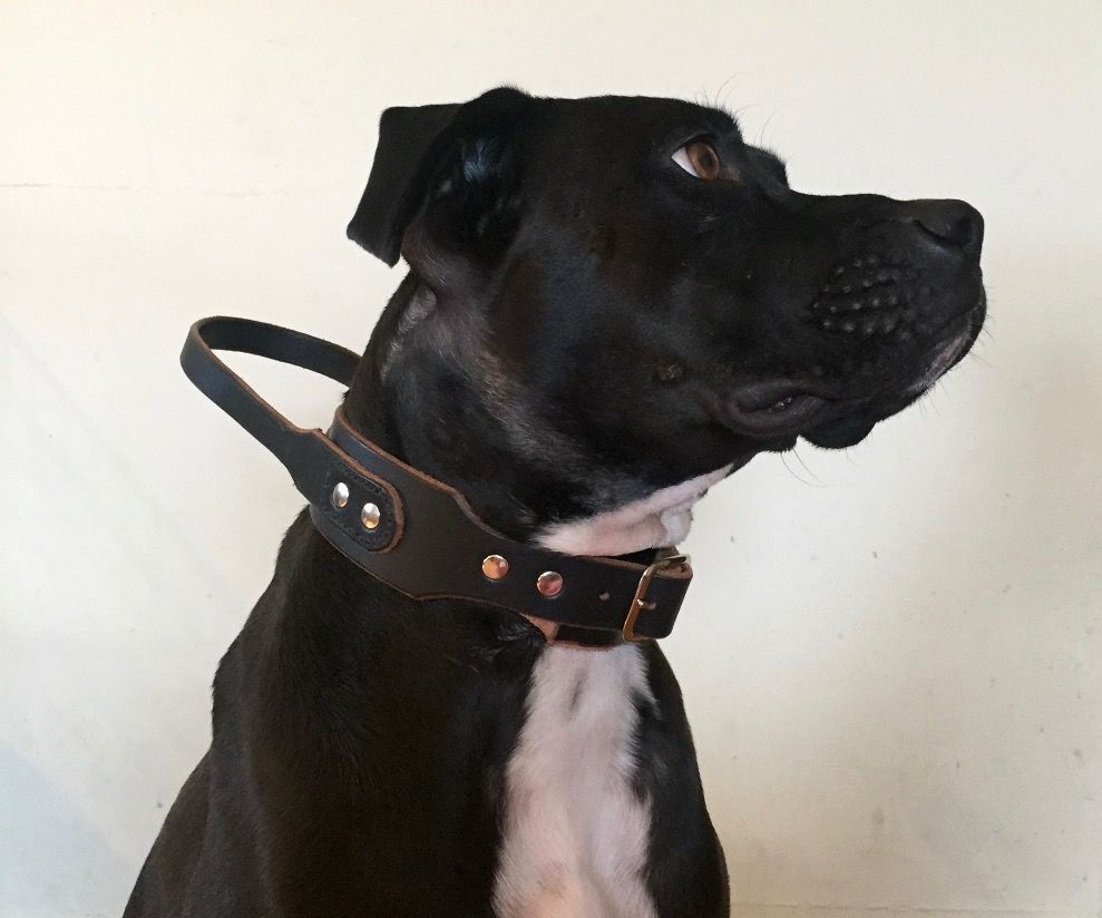 Leather Dog Collar With Handle : 10 Steps (with Pictures) - Instructables