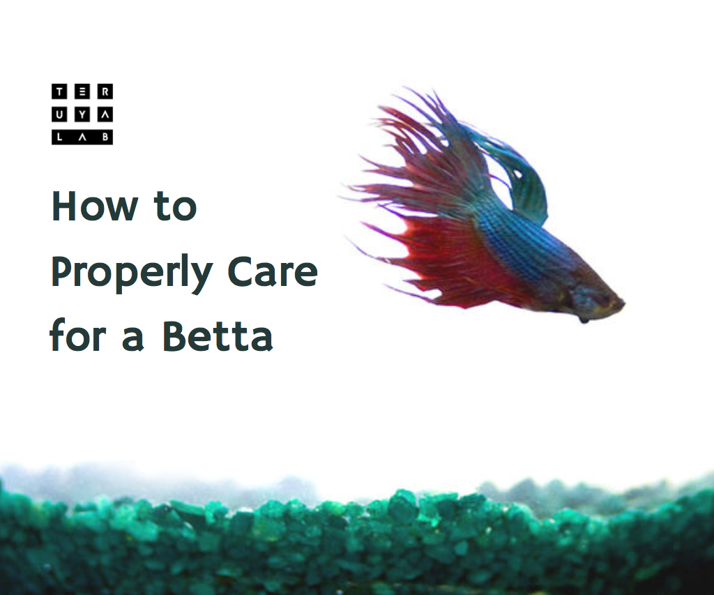 How to Properly Care for a Betta : 7 Steps - Instructables