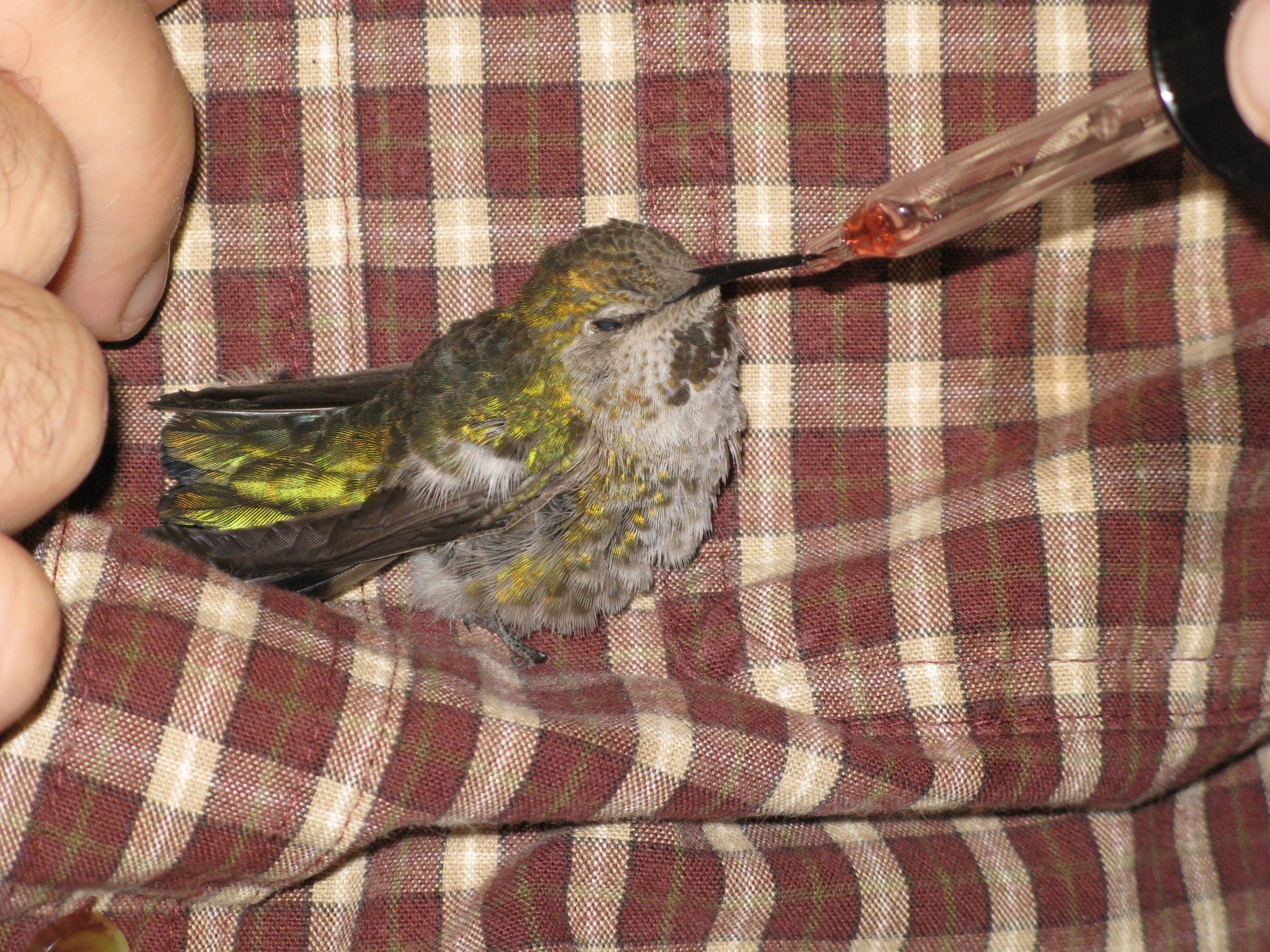 How to Rescue a Hummingbird : 12 Steps (with Pictures) - Instructables