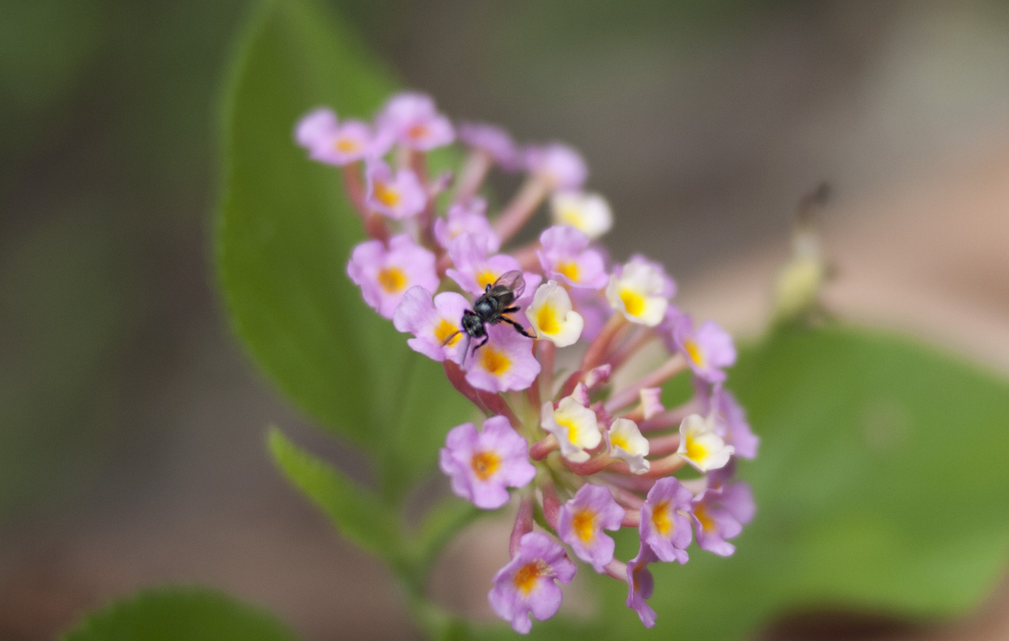 Native Bee Hive : 10 Steps (with Pictures) - Instructables