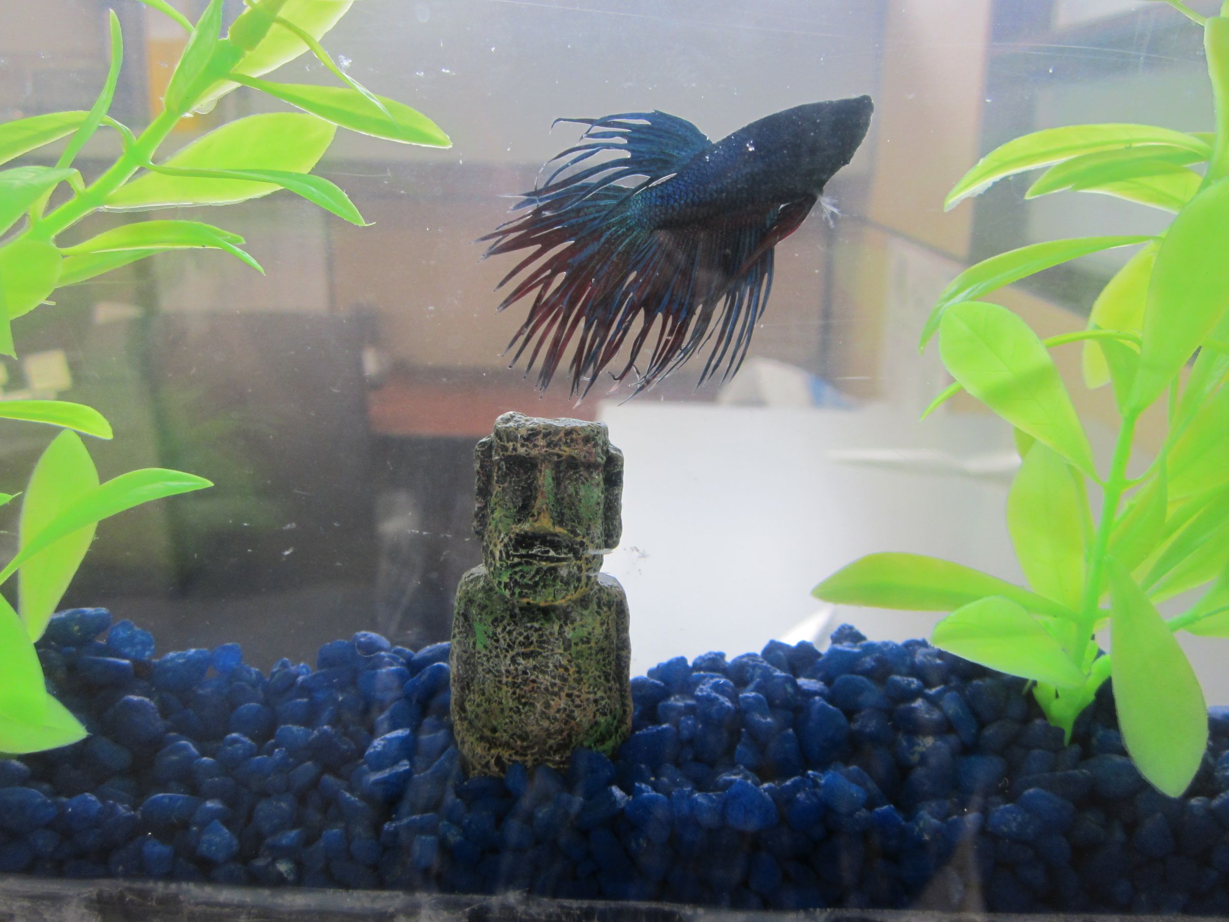 DIY Office Fishtank : 4 Steps - Instructables