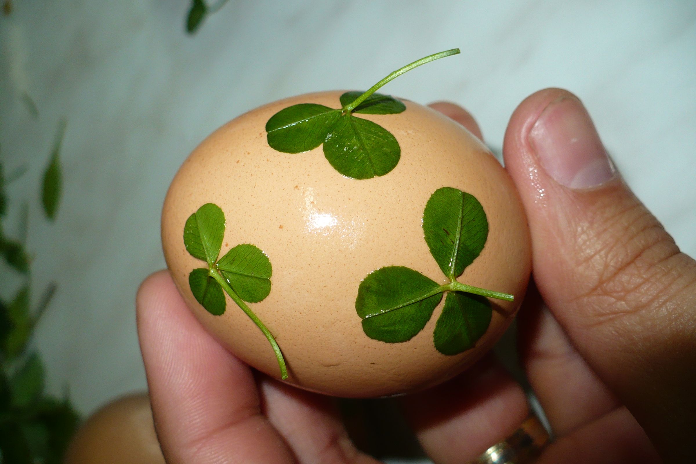 Bio Coloured Eggs : 7 Steps (with Pictures) - Instructables