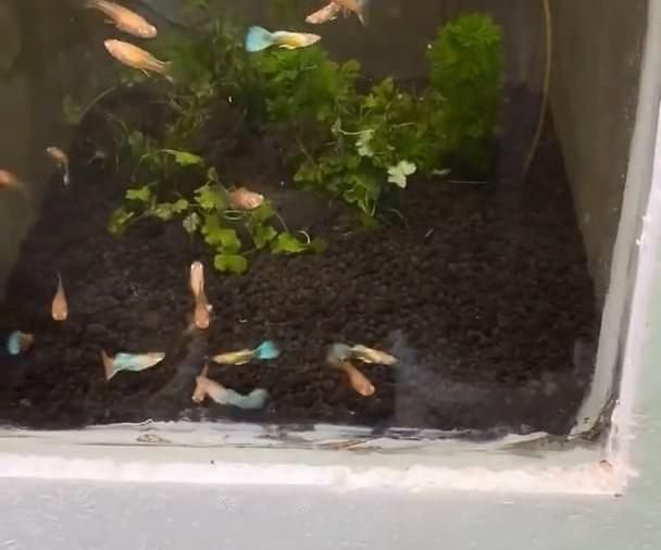 DIY Aquarium Crafting With Styrofoam! : 5 Steps - Instructables