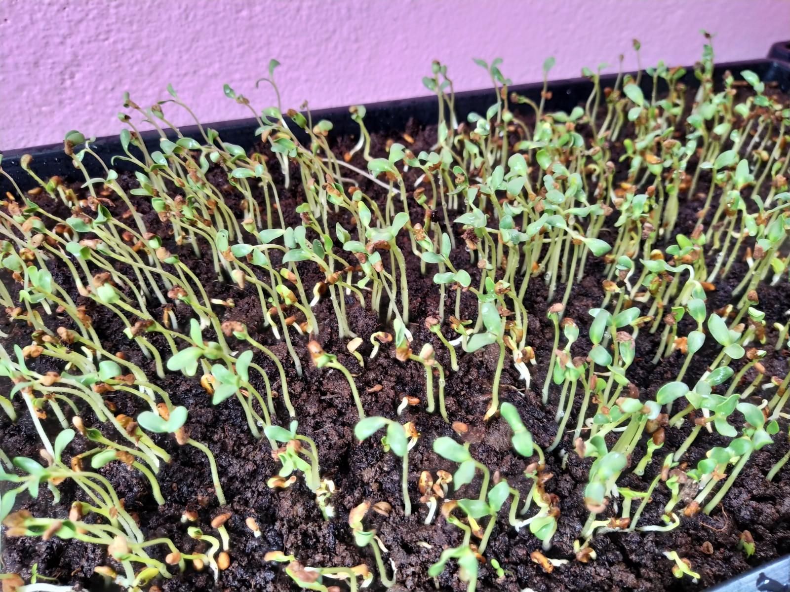 Basic Guide to Grow Micro 'green' : 14 Steps (with Pictures ...