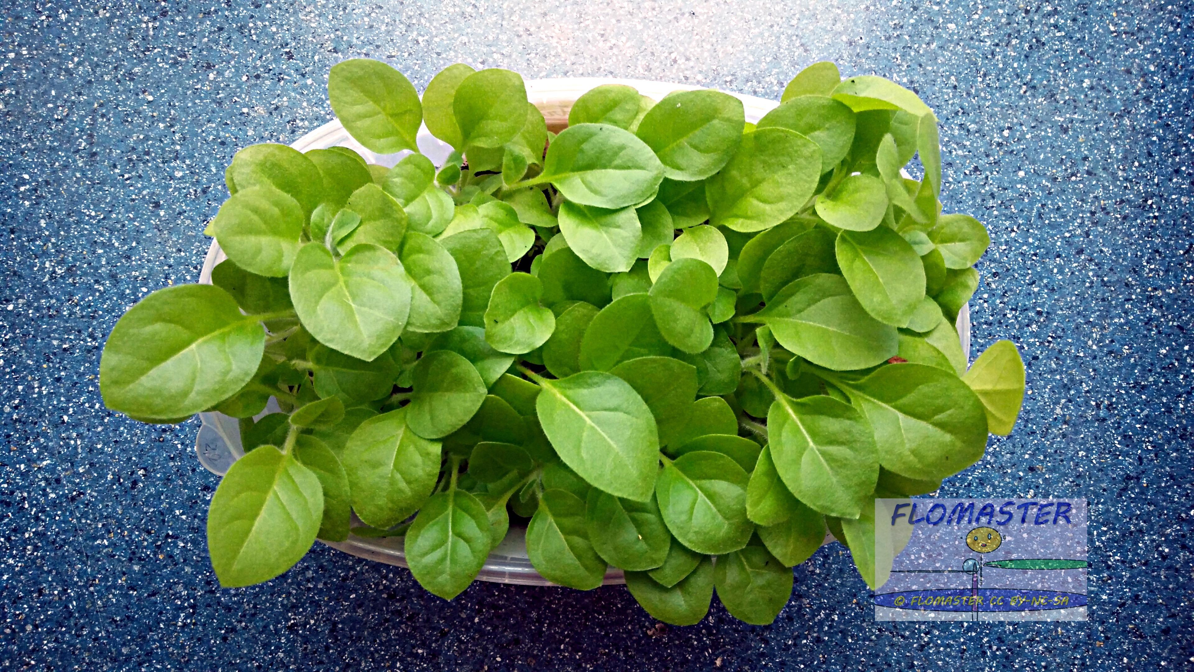 🌼 DIY Seedling Propagator From Recycled Plastic Container 🌼 : 12 Steps ...