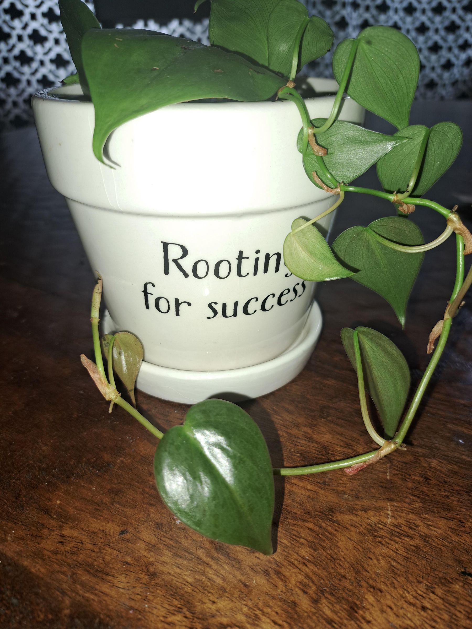 Potting a Pothos Plant. : 5 Steps - Instructables
