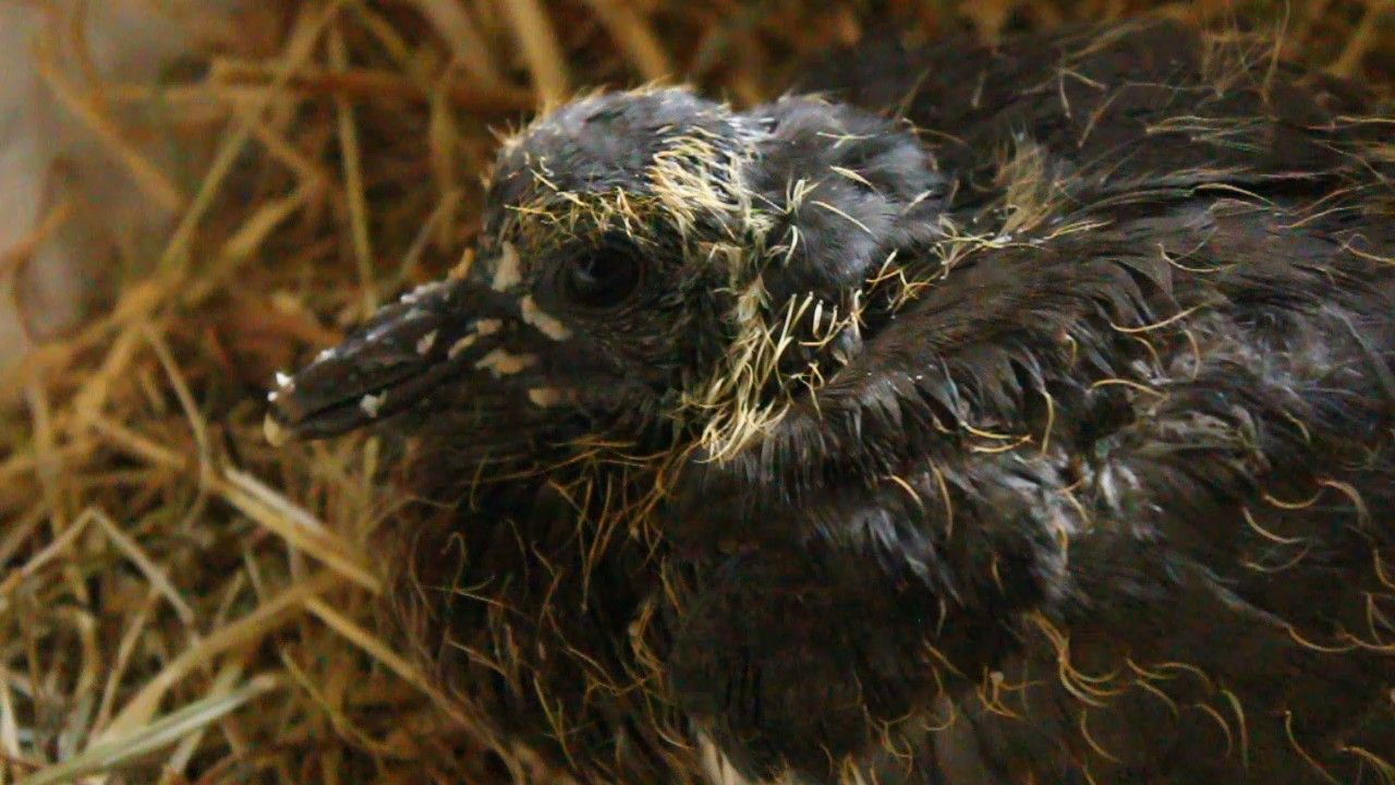 Wild Baby Pigeon Rescue. Sauvetage D'un Bébé Pigeon Sauvage. Rescate De ...
