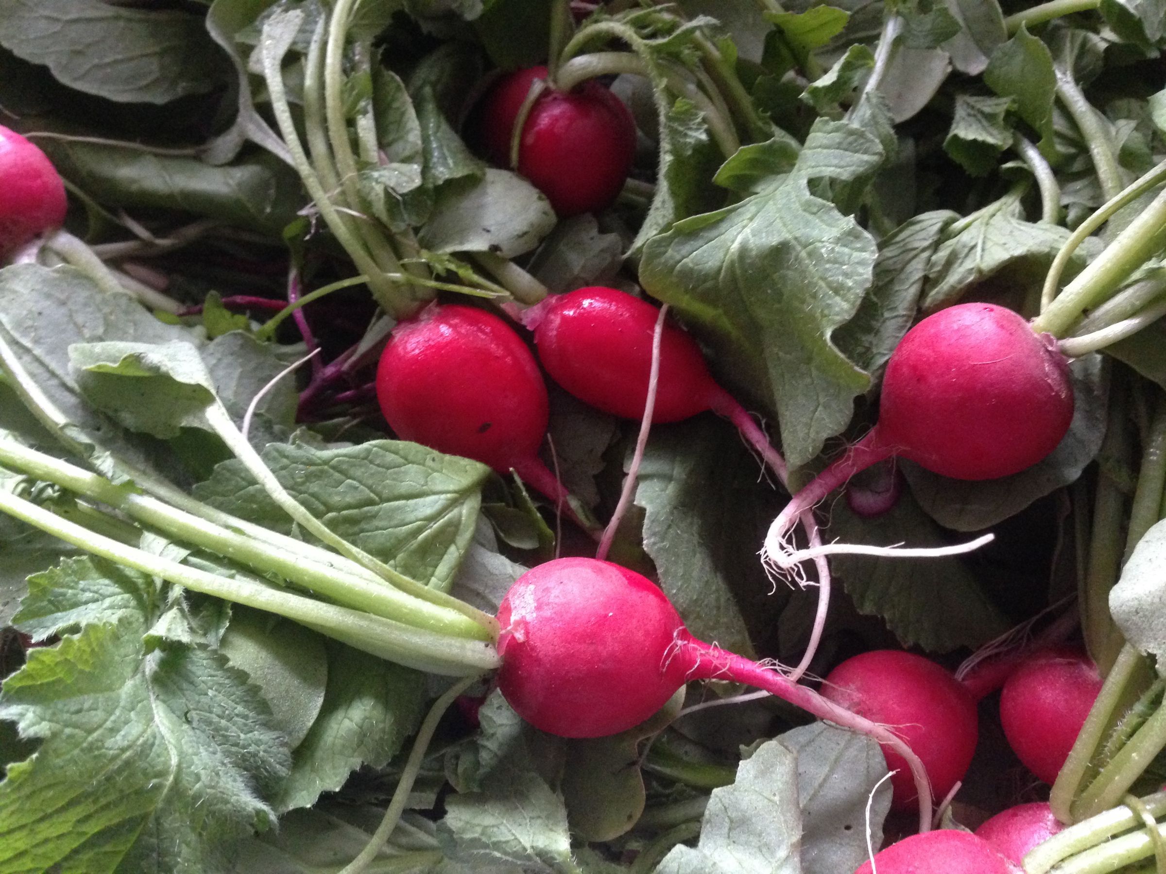 Fermented Radishes - Small Batch : 7 Steps (with Pictures) - Instructables