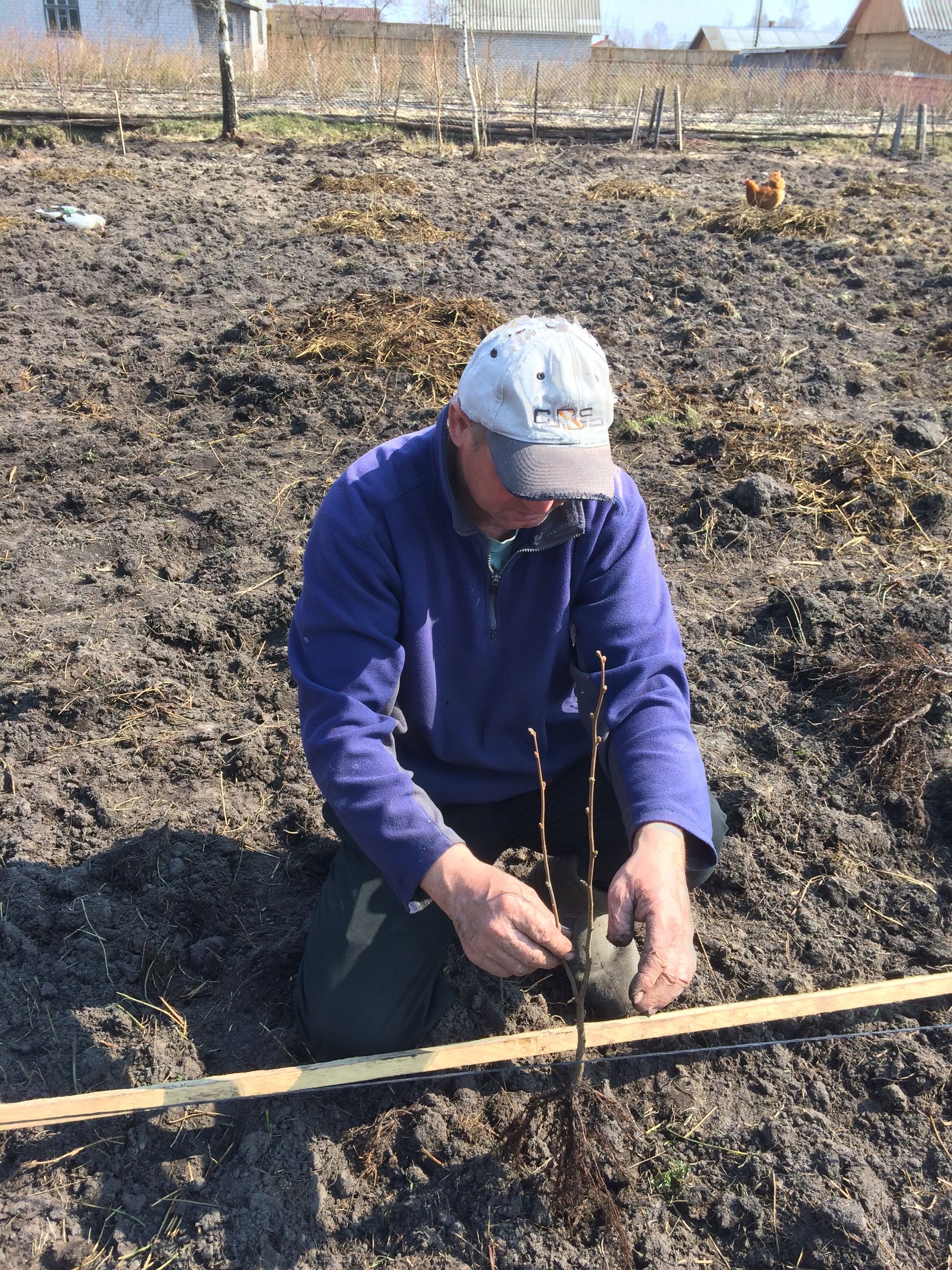 Shrubs to Hazelnuts : 24 Steps - Instructables