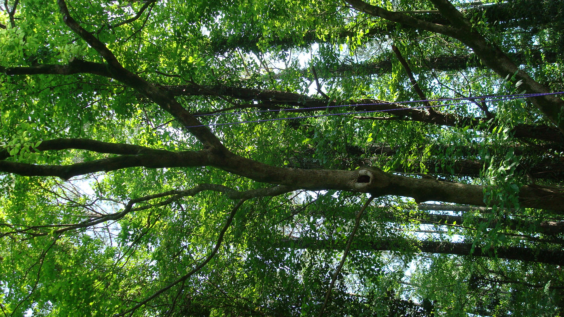 How to Climb a Tree (using Only Rope!) the Fun/simple Way : 6 Steps ...